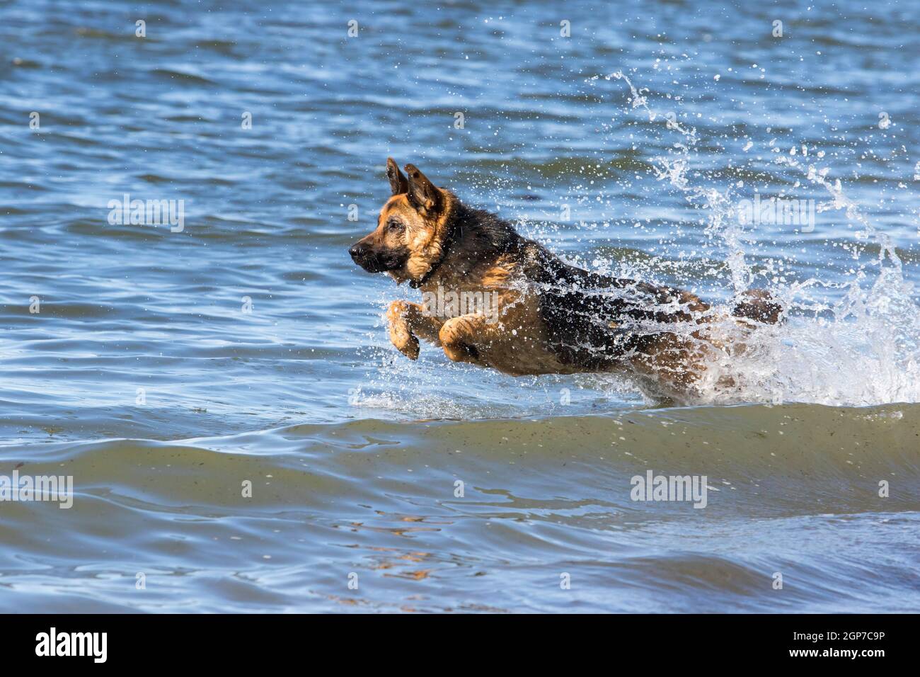 German Shepherd Dog, Sainte-Anne des Monts, Gaspesie, Quebec, Canada ...