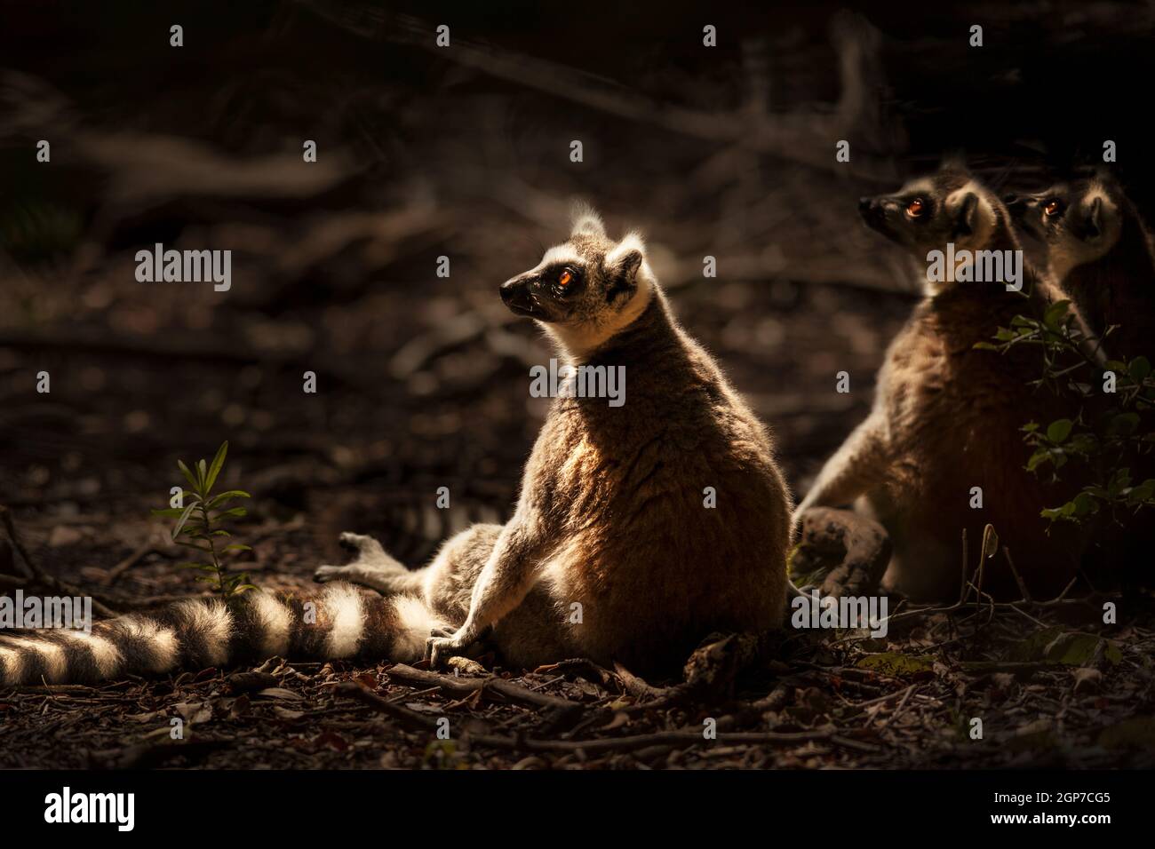 Three Nice Lemurs Sitting on the Ground and Enjoying Bright Sun Light ...