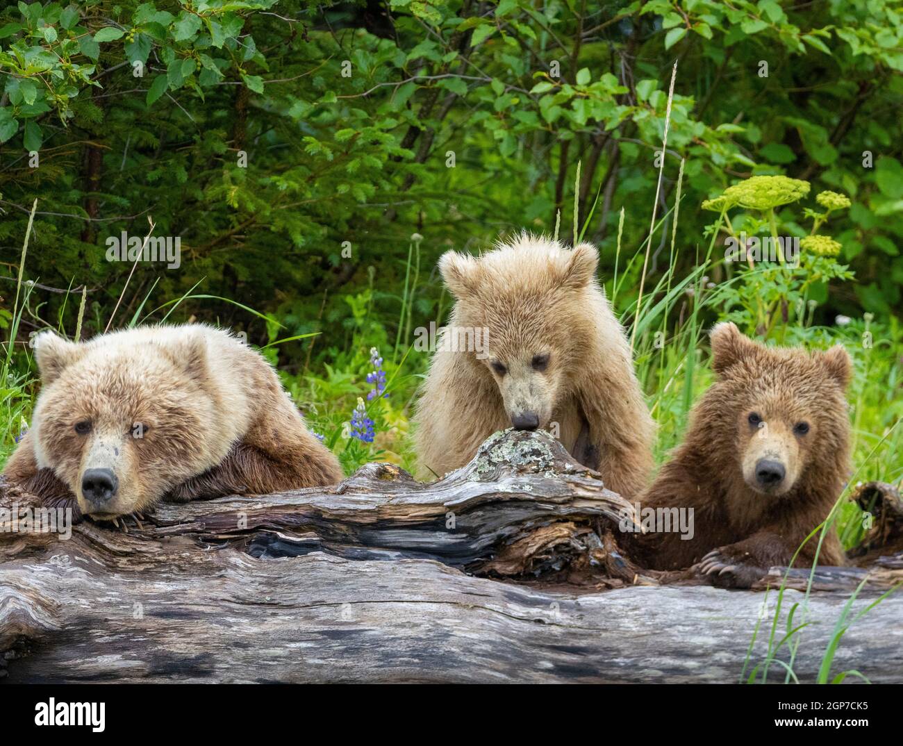 A Brown or Grizzly Bear, Lake Clark National Park, Alaska Stock Photo ...