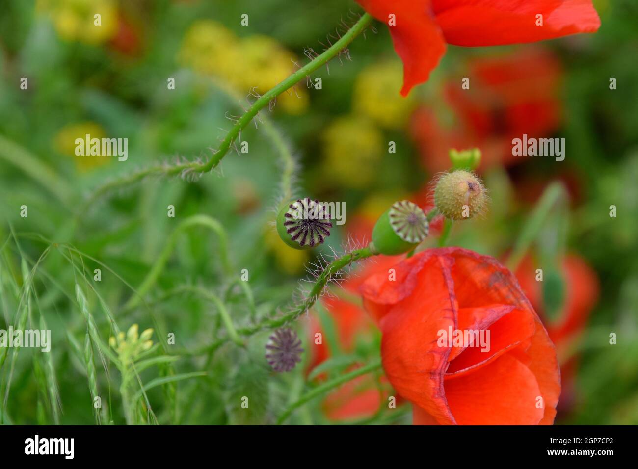 Poppy flowers in the clearing. Blooming red wild poppy. Red poppy ...