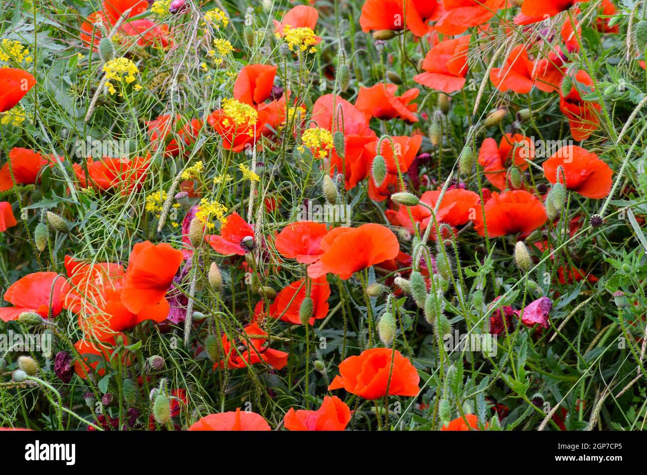 Poppy flowers in the clearing. Blooming red wild poppy. Red poppy ...