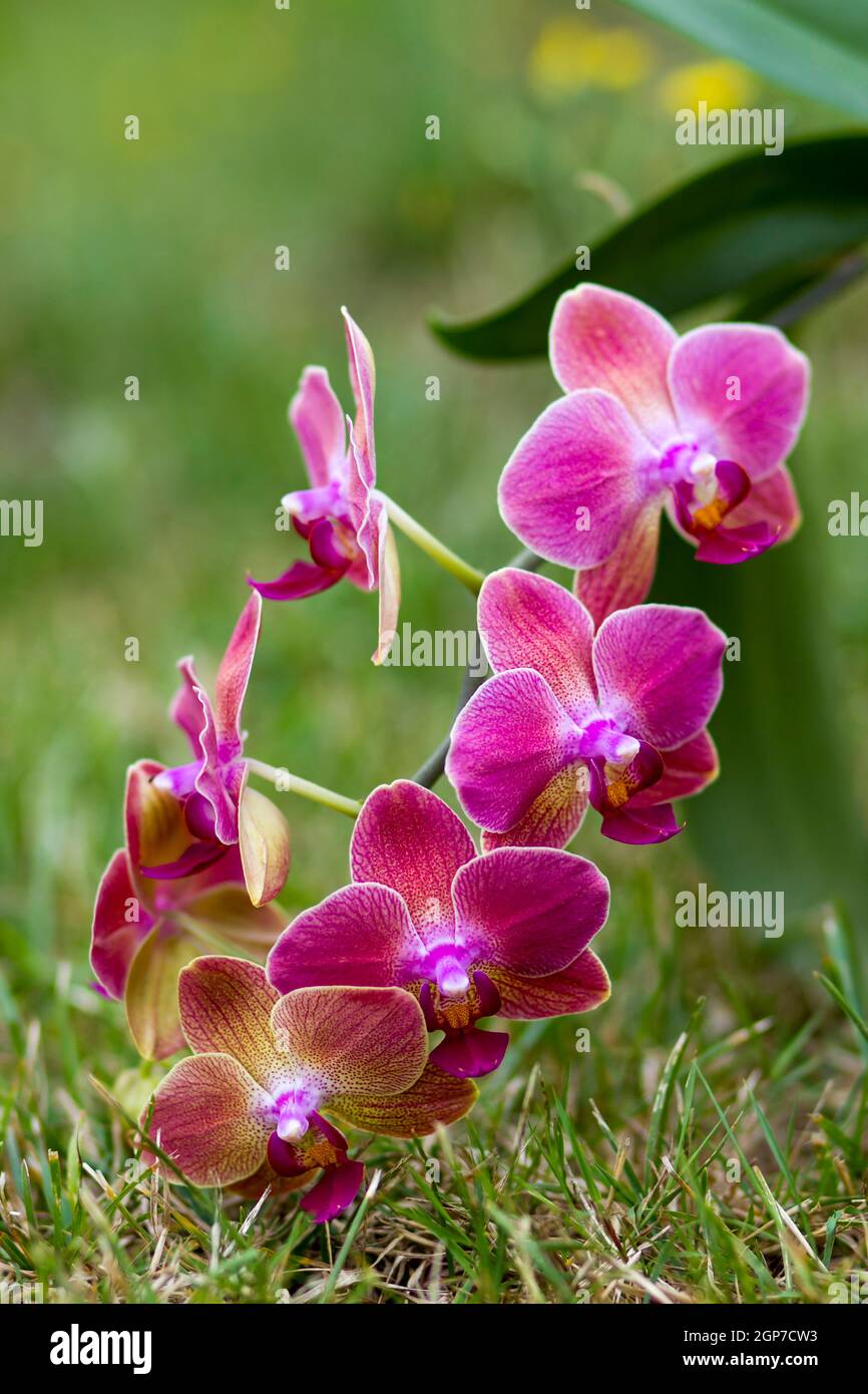 Beautiful pink orchid - phalaenopsis Stock Photo - Alamy
