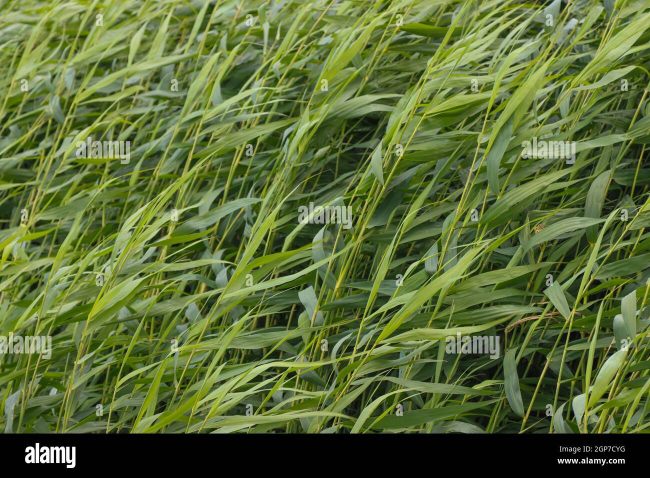 Common reed or Phragmites australis along a ditch Stock Photo - Alamy