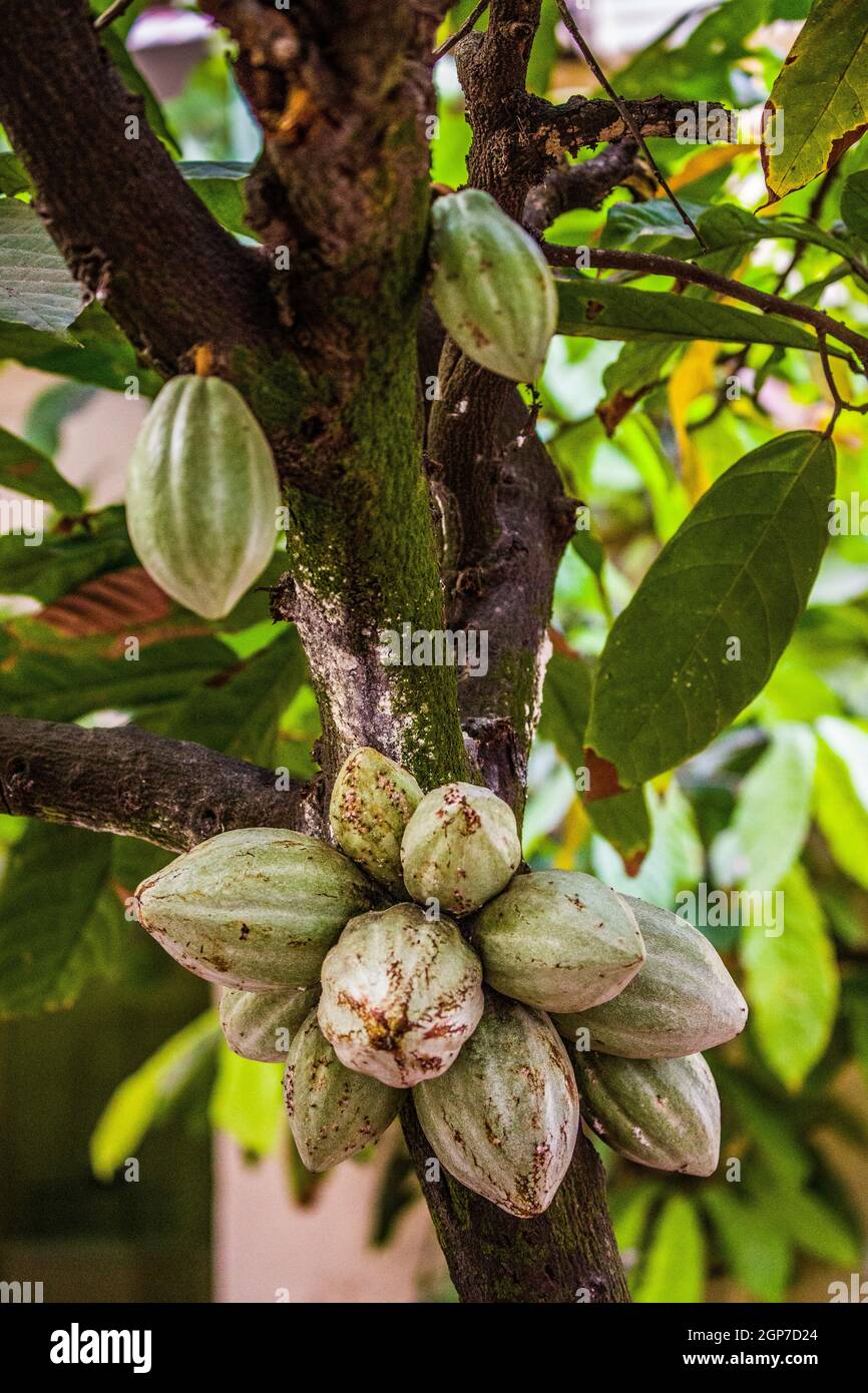 Cocoa bean and cocoa tree hi-res stock photography and images - Alamy