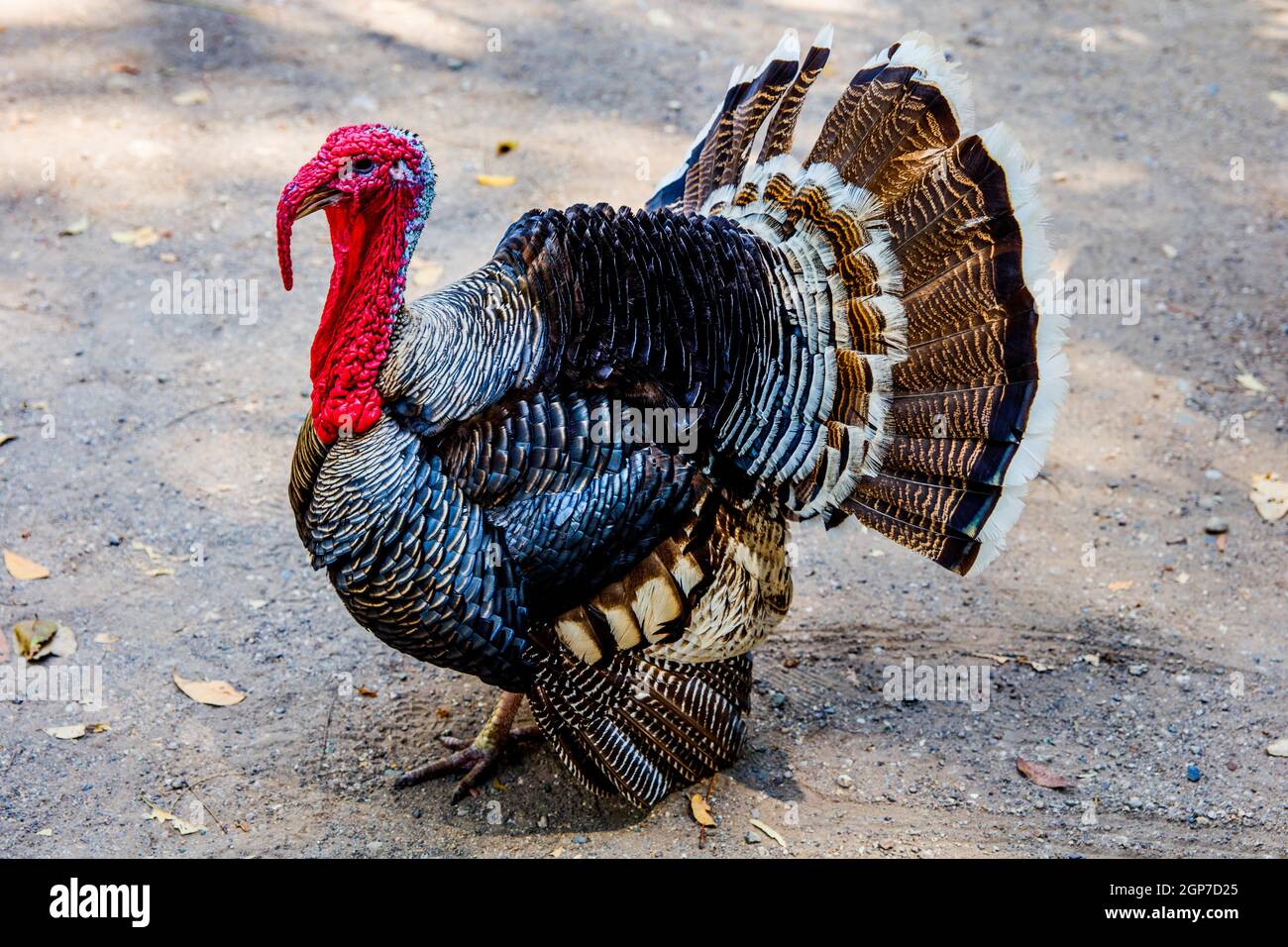 Domestic turkey (Meleagris gallopavo domestica), Guatemala Stock Photo ...