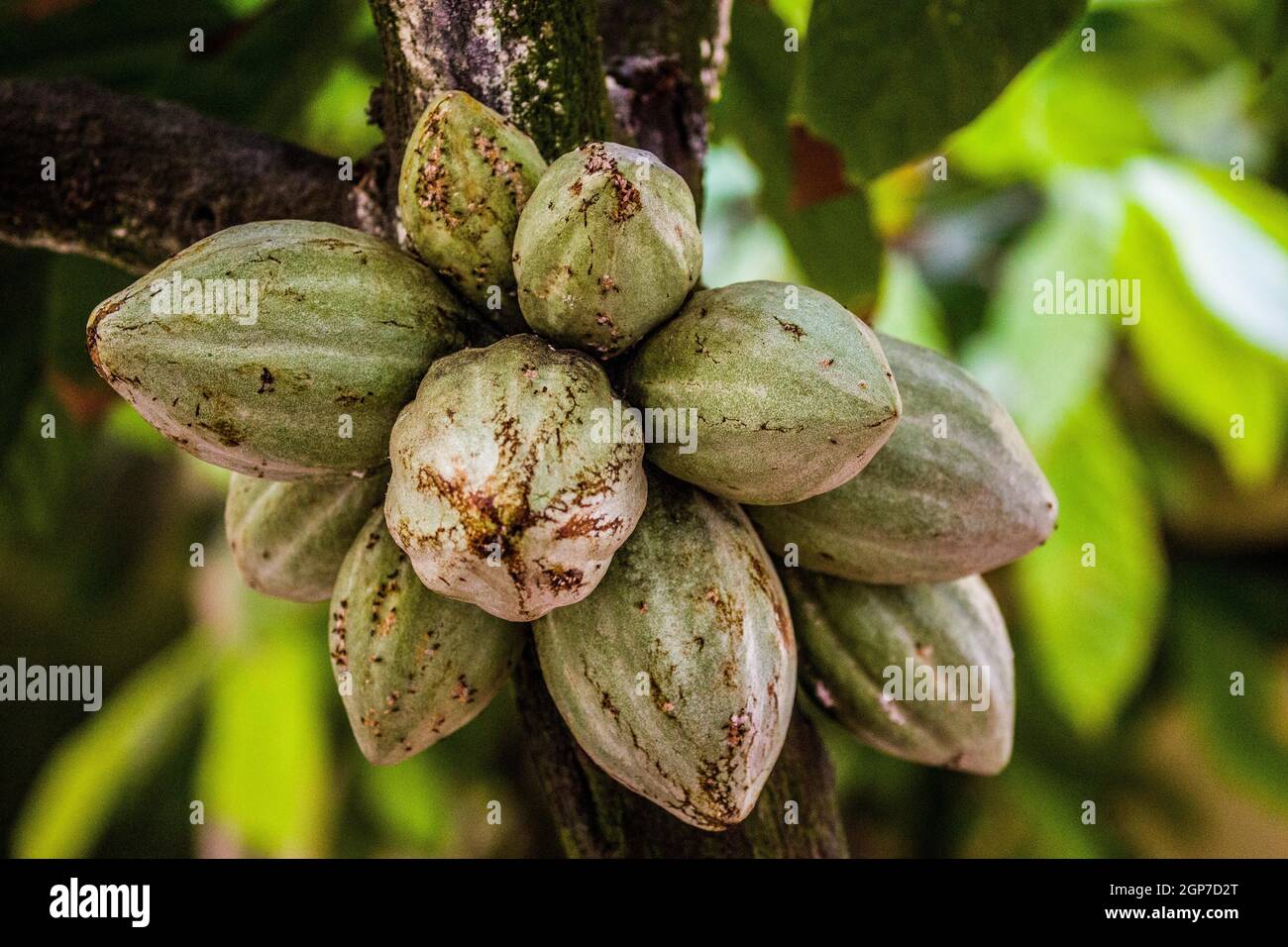 Cocoa bean and cocoa tree hi-res stock photography and images - Alamy