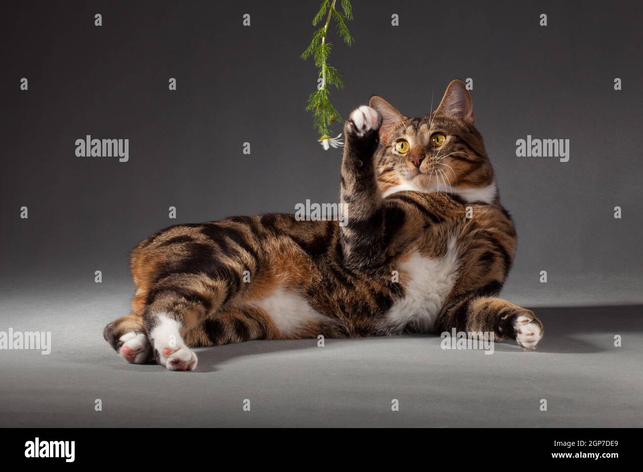 Gray-red tabby spotted Kurilian Bobtail cat playing with camomile on a ...