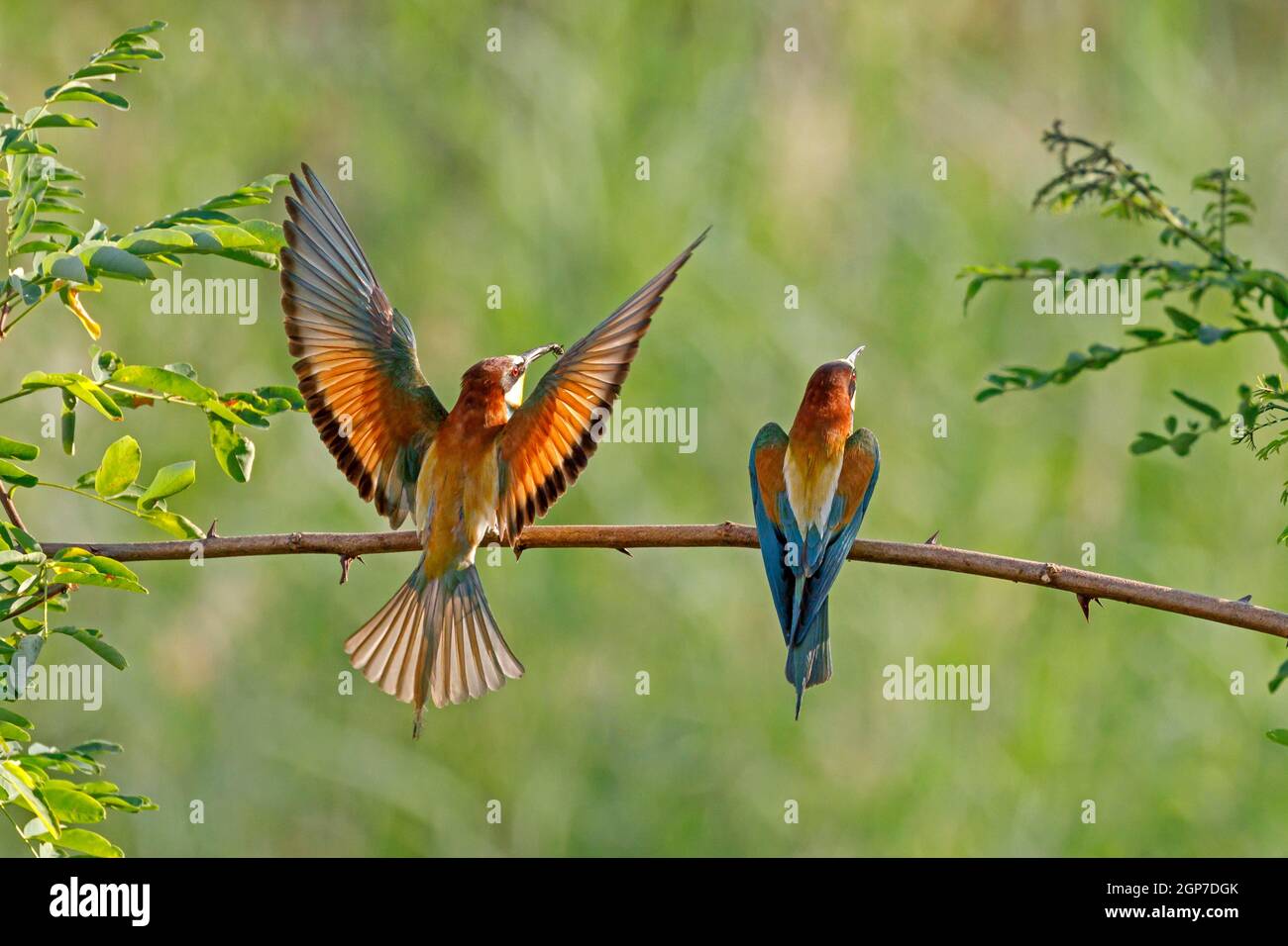 European bee-eater (Merops apiaster) wildlife, Rhineland-Palatinate ...