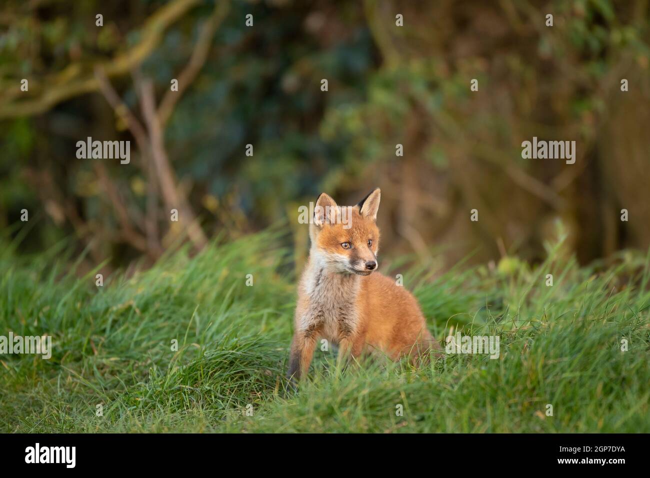 Red fox cub (Vulpes vulpes) exploring from the den Stock Photo - Alamy