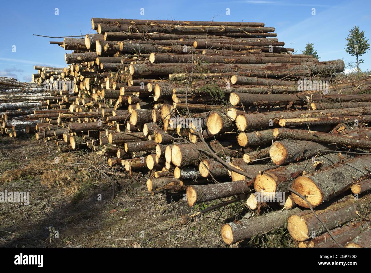 Horizontal shot of Freshly cut log trunks pile with blue sunny sky ...