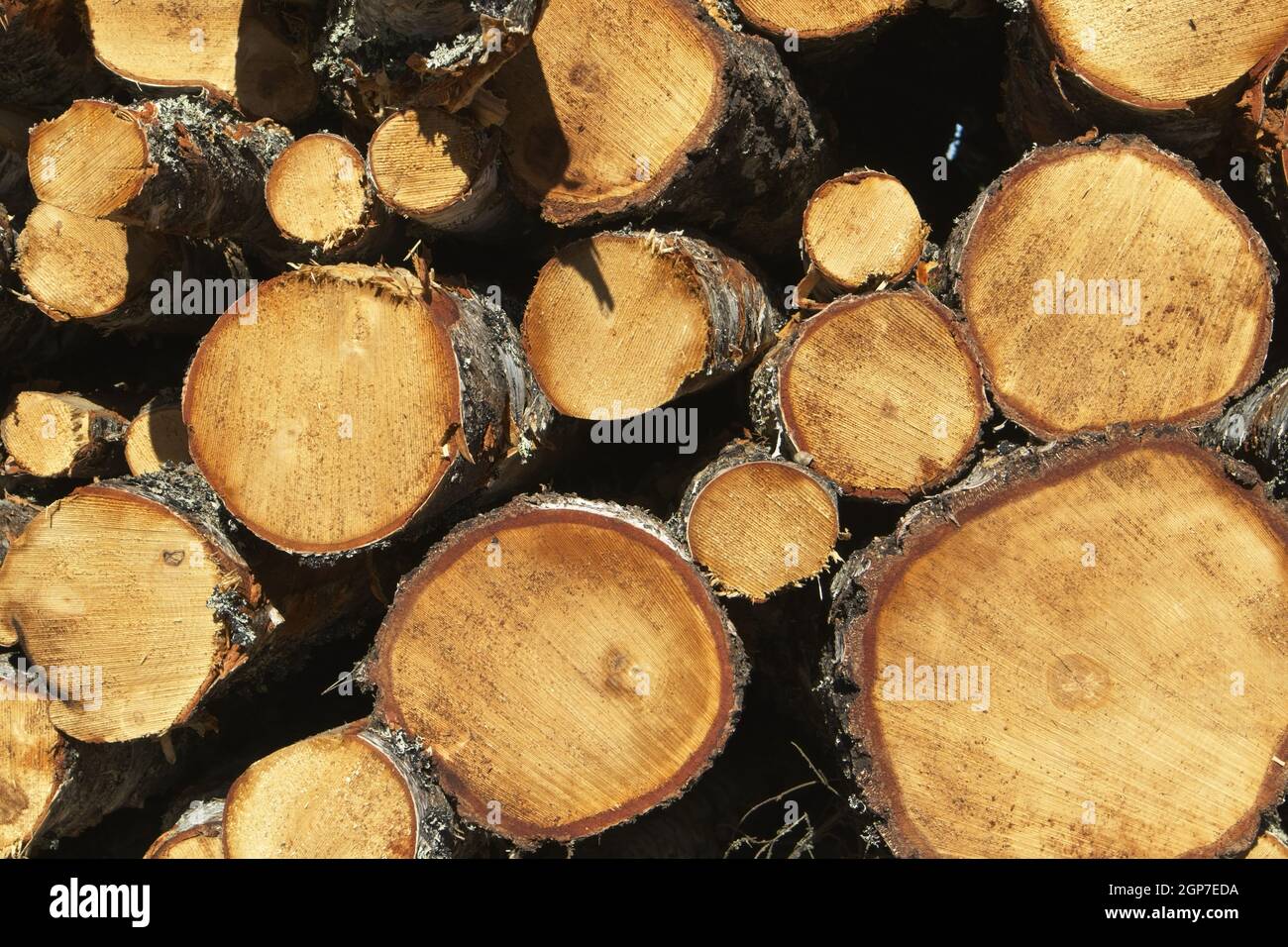 Cut birch hi-res stock photography and images - Alamy