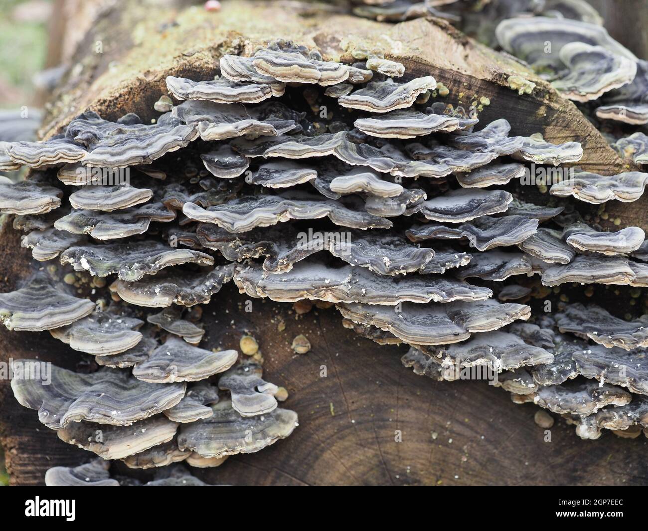 Polypores bracket fungi mushrooms growing on a tree trunk Stock Photo ...