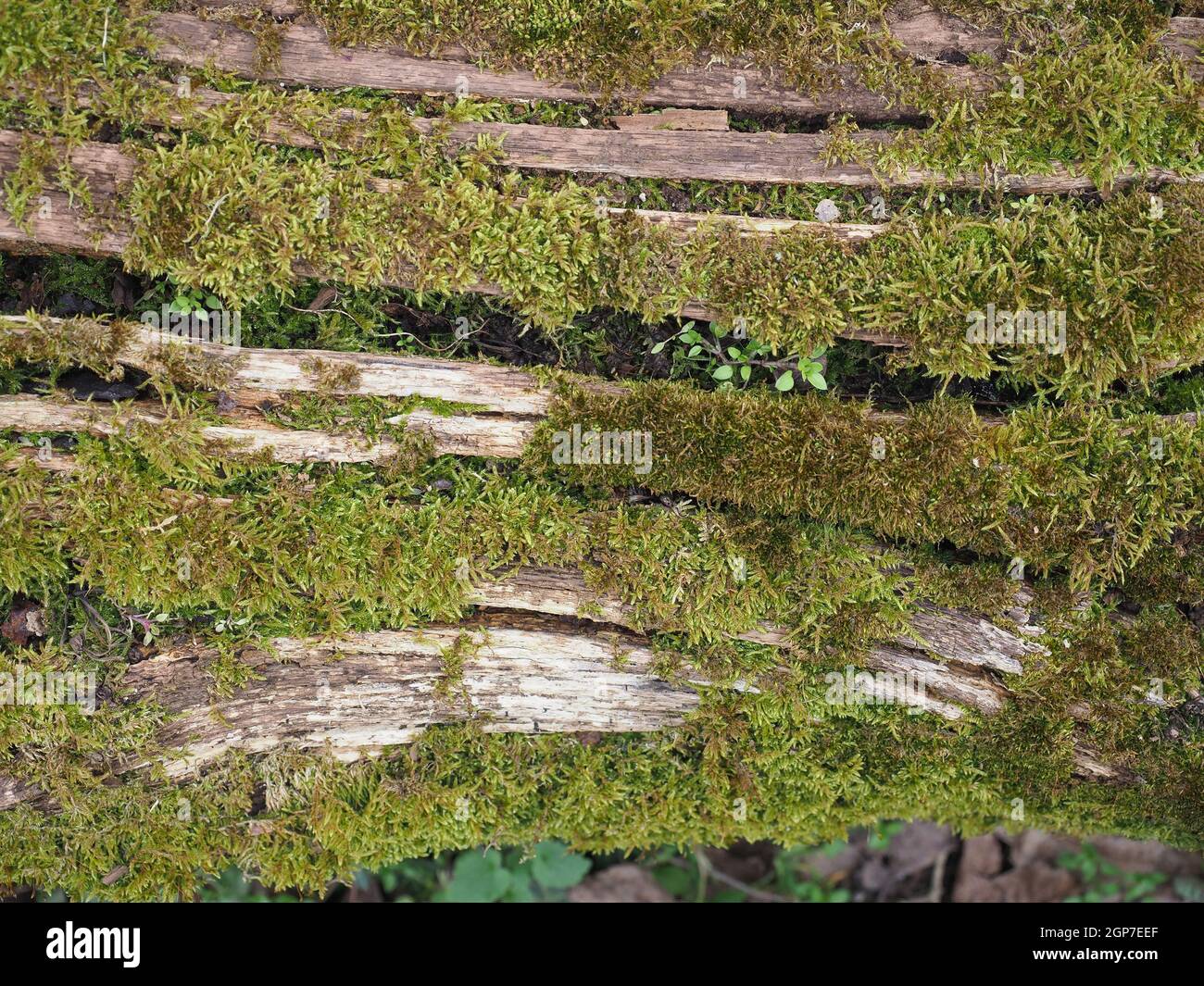 moss (scientific classification Plantae Embryophytes Bryophyta) plant ...