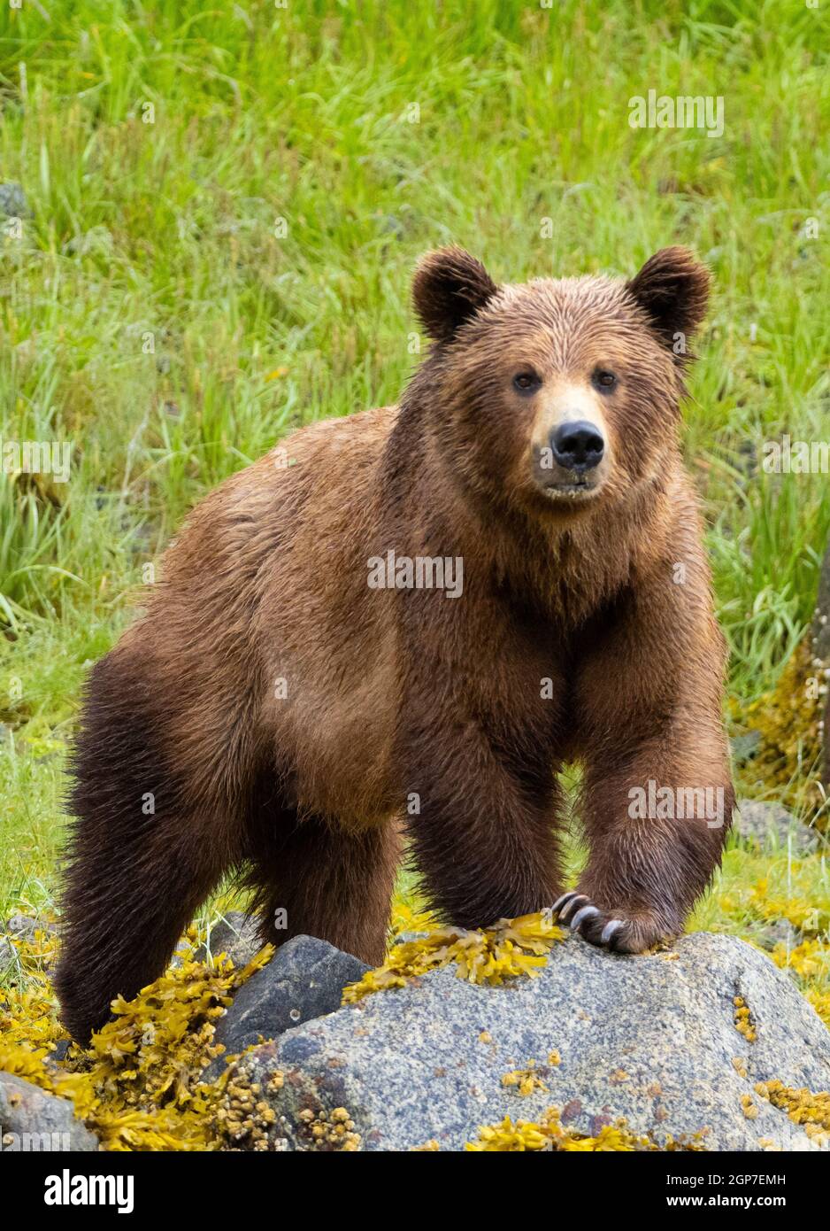 Brown bears, Ford's Terror, Tongass National Forest, Alaska Stock Photo ...