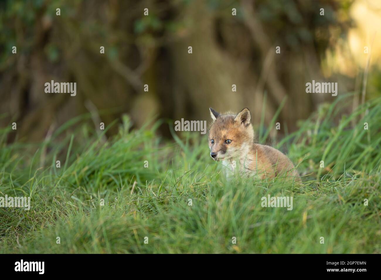 Red fox cub (Vulpes vulpes) exploring from the den Stock Photo - Alamy