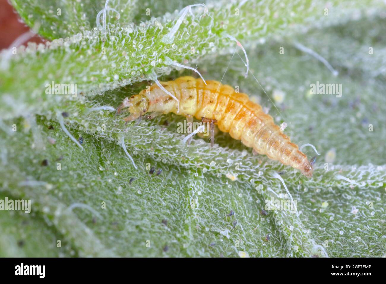 Larwa of green lacewing (Chrysopidae) hunt on Glasshouse whitefly ...