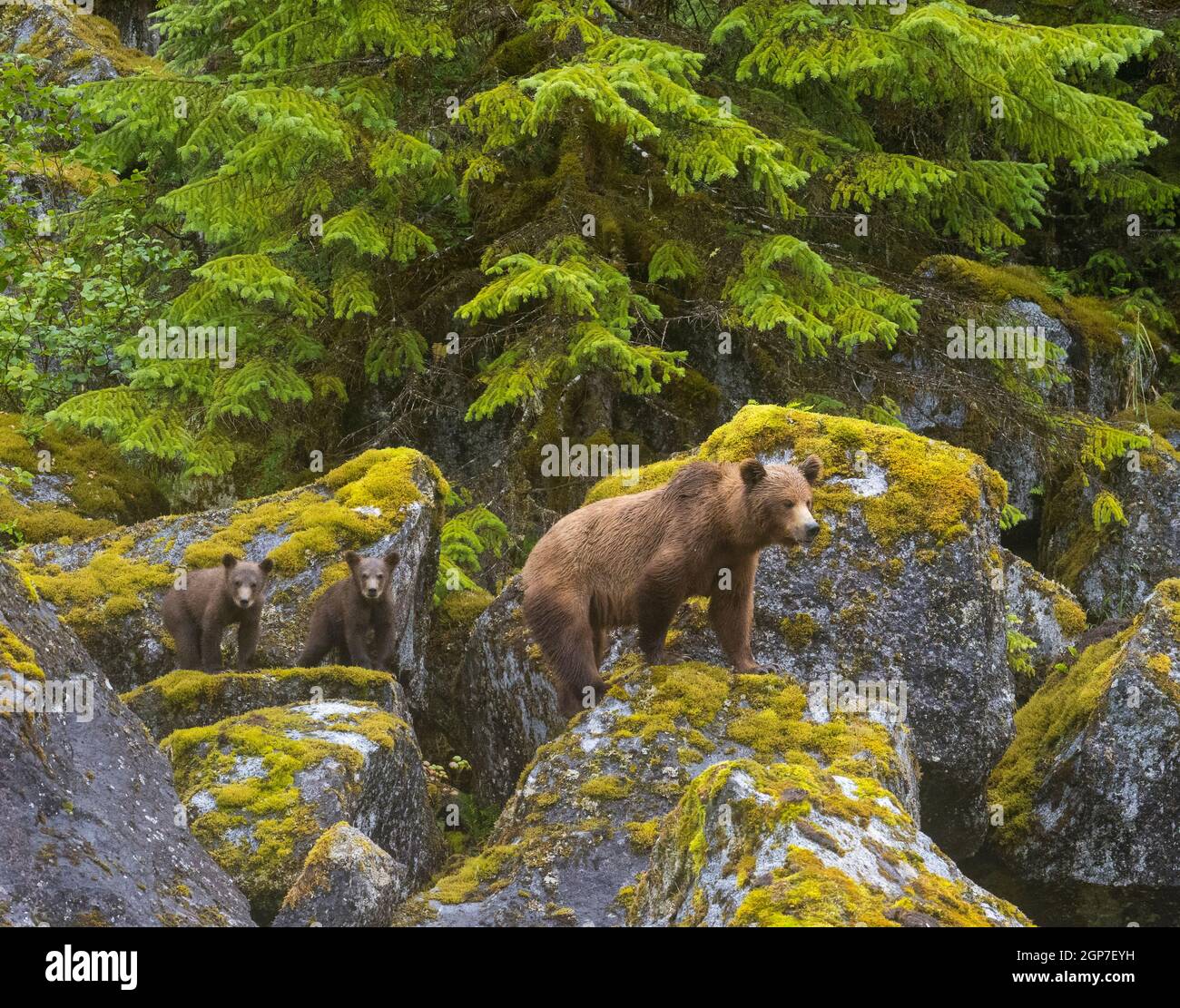 Terror of the forest hi-res stock photography and images - Alamy