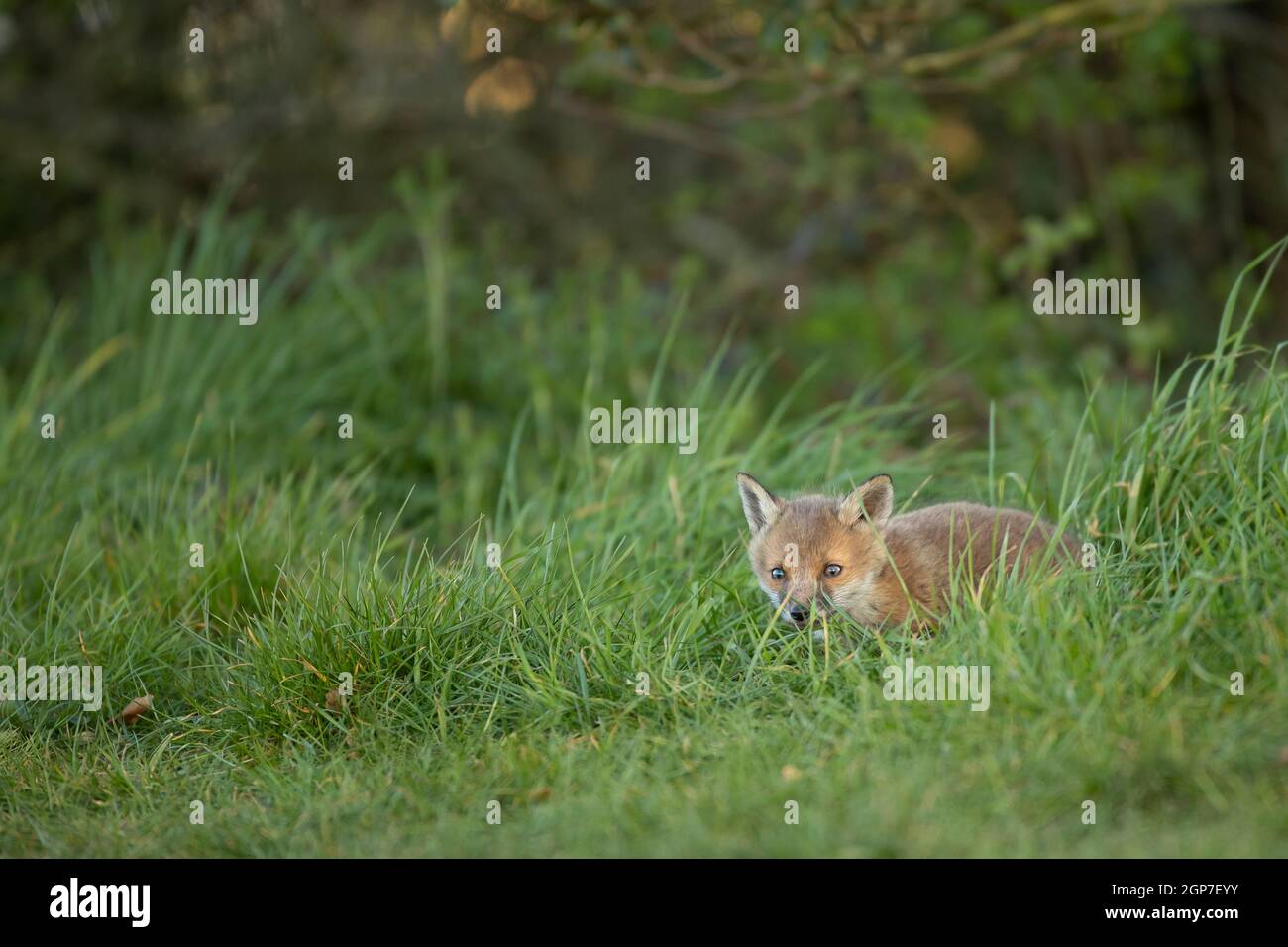 Red fox cub (Vulpes vulpes) exploring from the den Stock Photo - Alamy