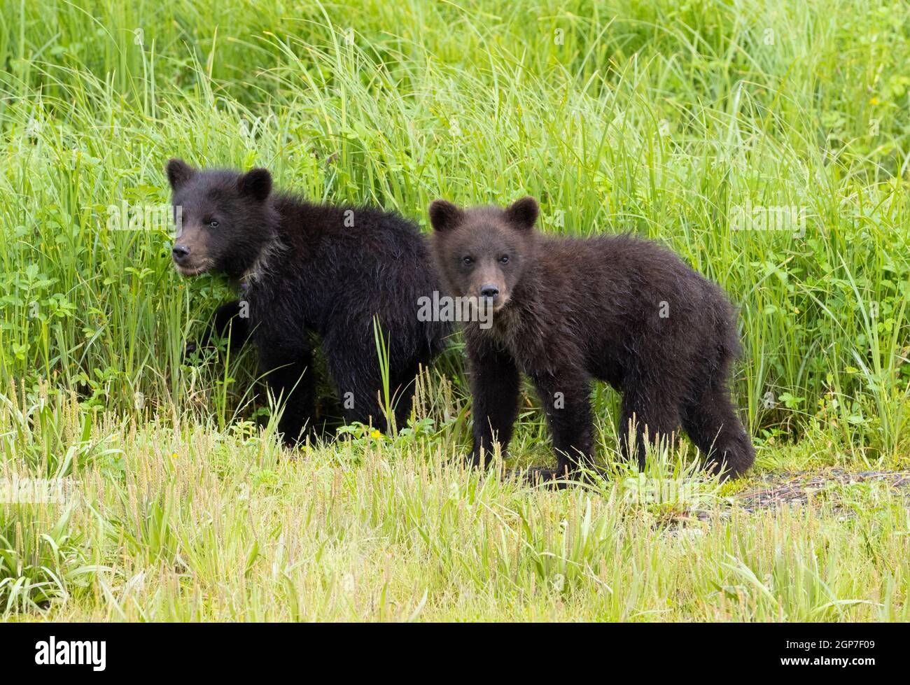 Brown bears, Pack Creek Bear Viewing Area ,Tongass National Forest ...