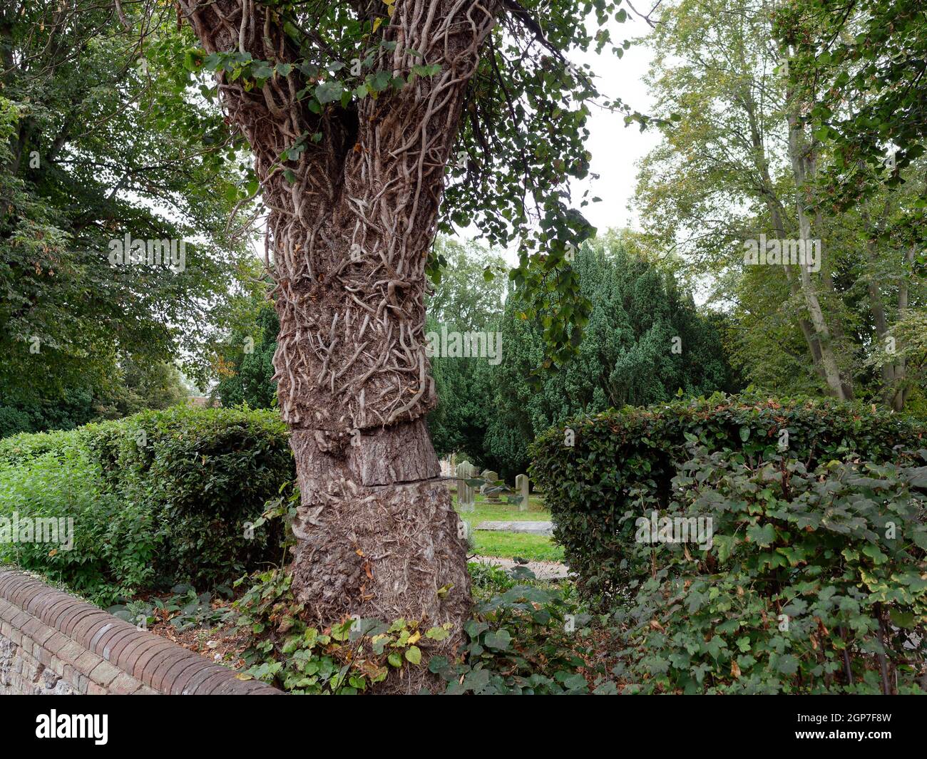 St Albans, Hertfordshire, England, September 21 2021: Tree truck with ...