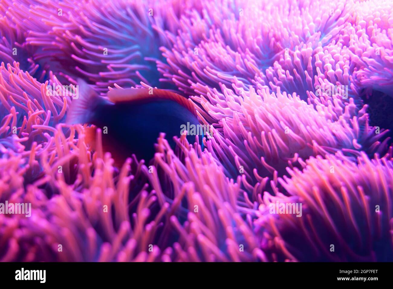 Pink skunk anemonefish in coral hi-res stock photography and images - Alamy