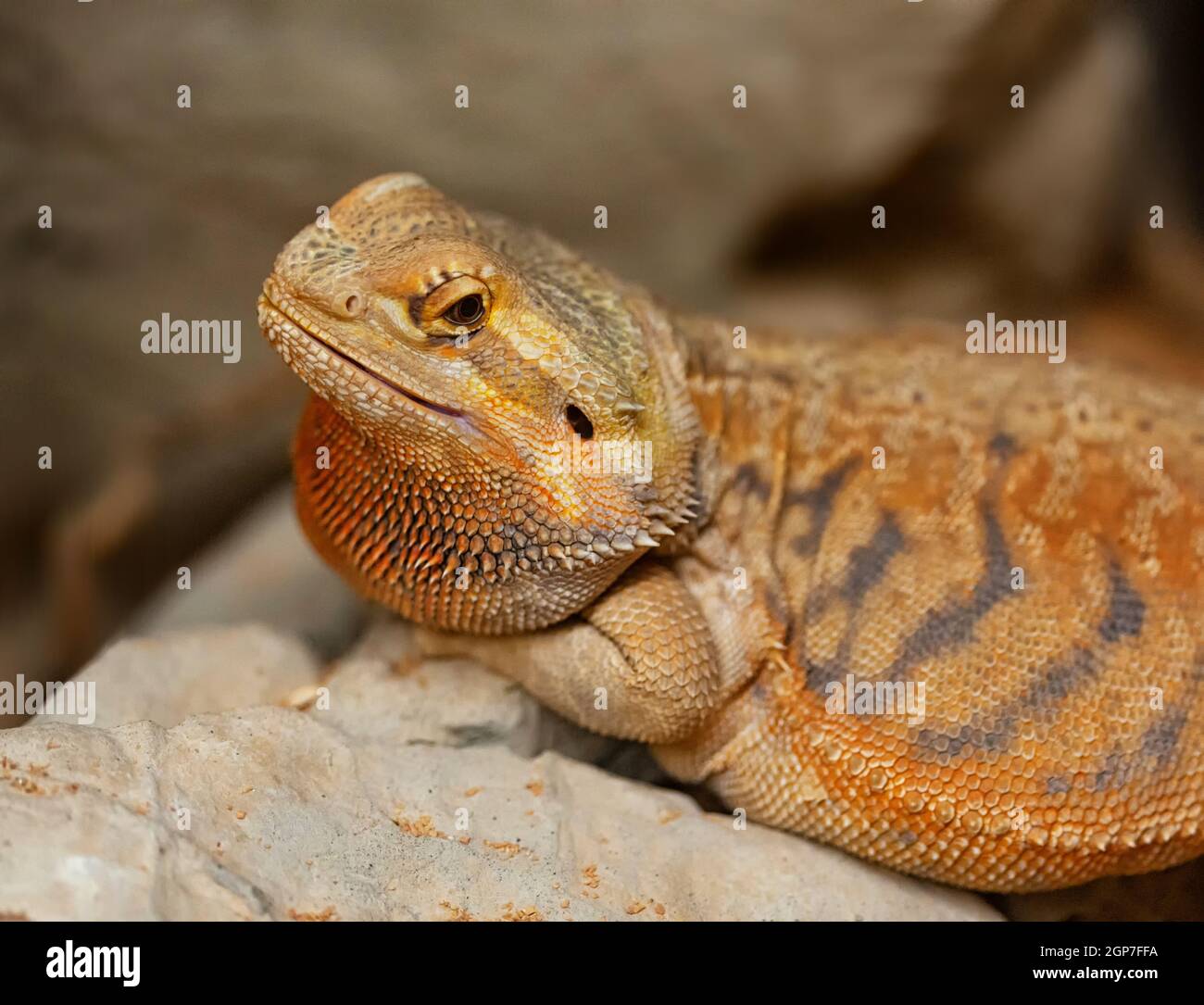 Detail of the head of agama in a terrarium, commonly called bearded ...