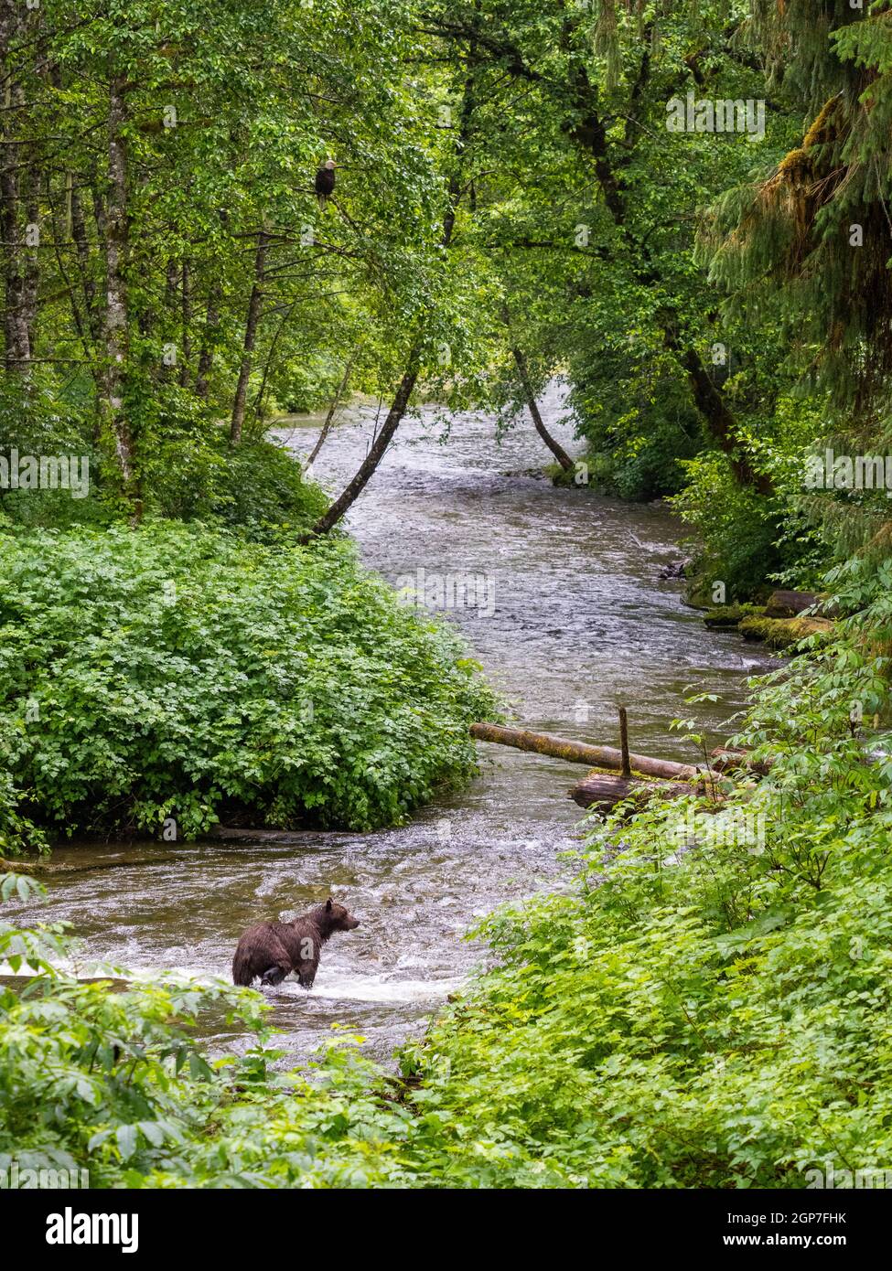 Grizzly Bear and Bald Eagle, Pack Creek Bear Observatory, Tongass ...