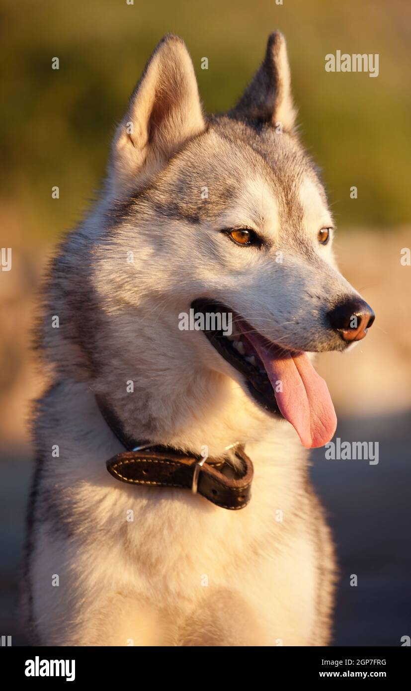 Husky island hi-res stock photography and images - Alamy