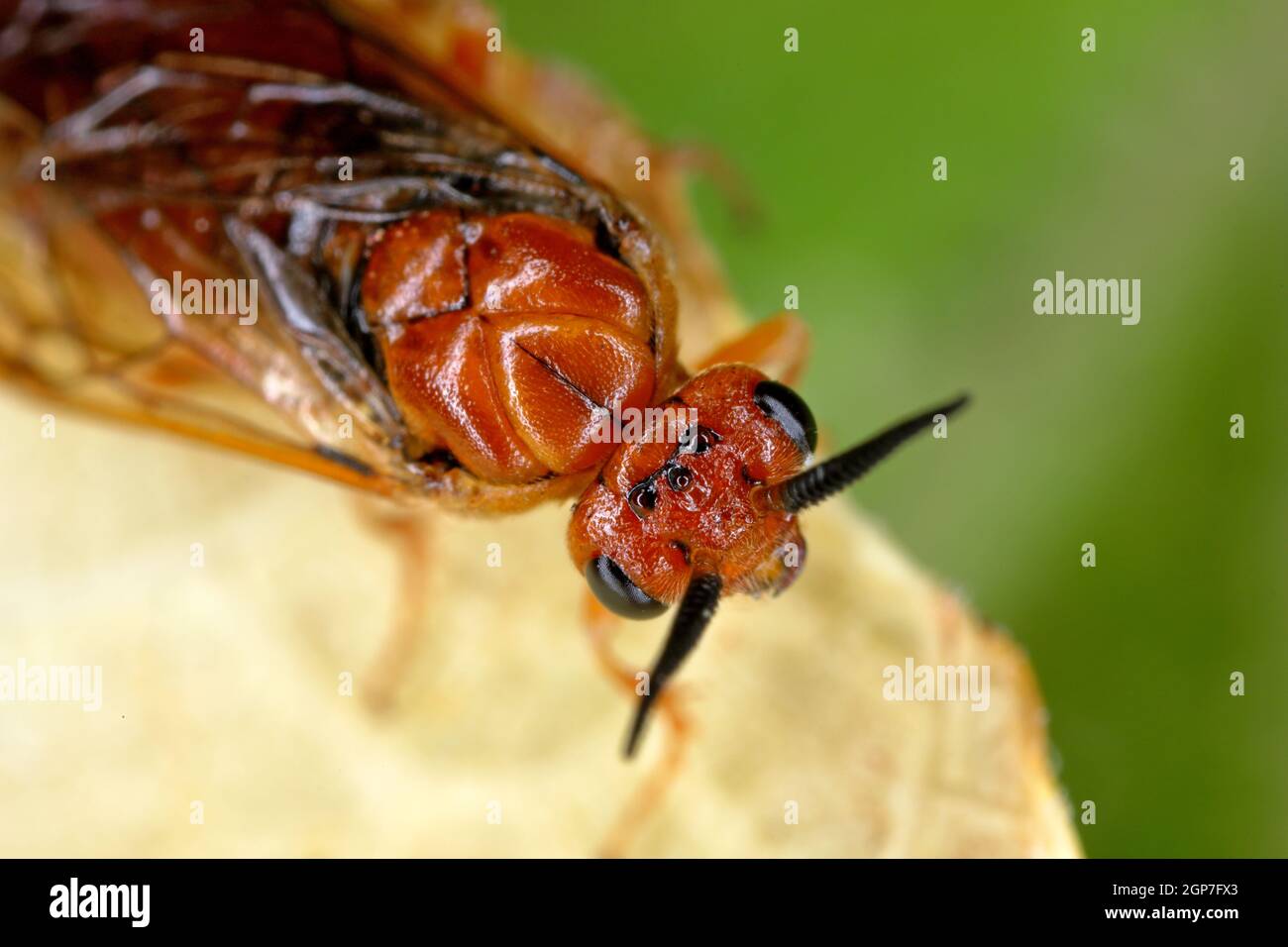 Female of Neodiprion sertifer - the European pine sawfly or red pine ...