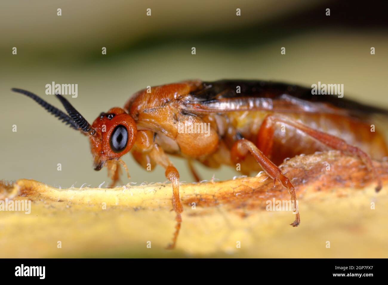 Female of Neodiprion sertifer - the European pine sawfly or red pine ...