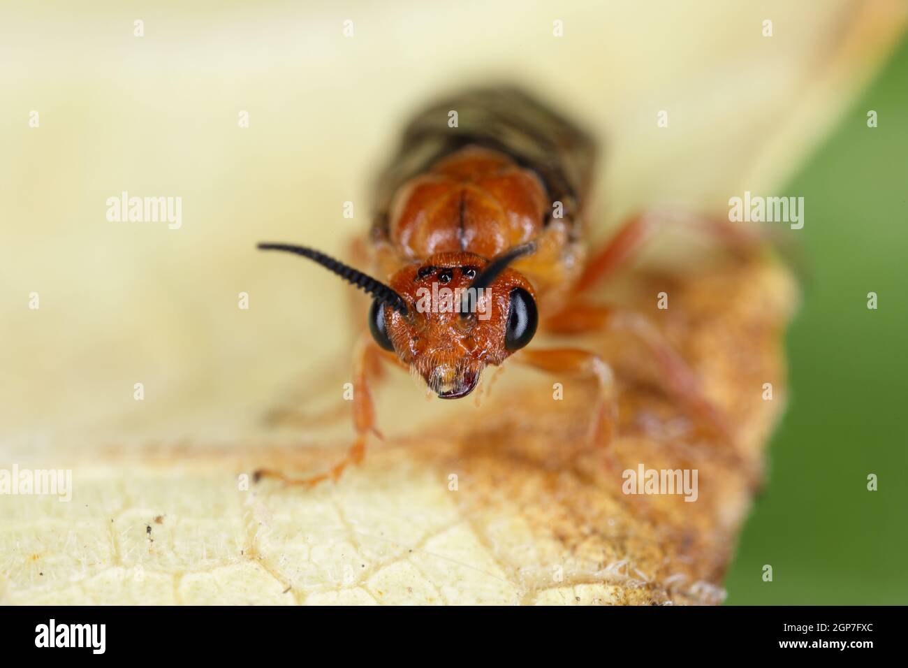 Female of Neodiprion sertifer - the European pine sawfly or red pine ...