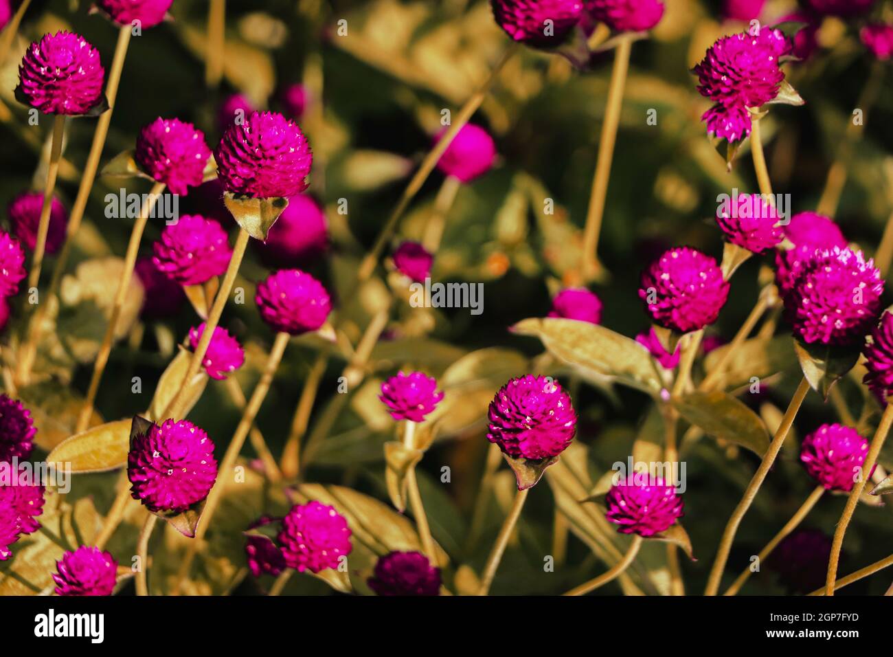 Beautiful shot of purple Globe Amaranth (Gomphrena) flowers in a field ...