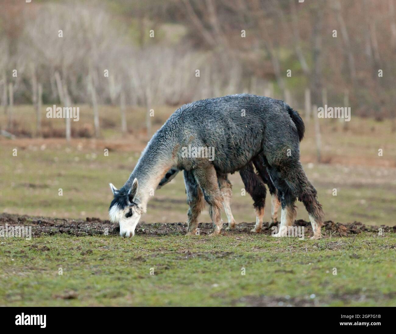 Breeding of alpacas in Tuscany for the production of wool Stock Photo ...