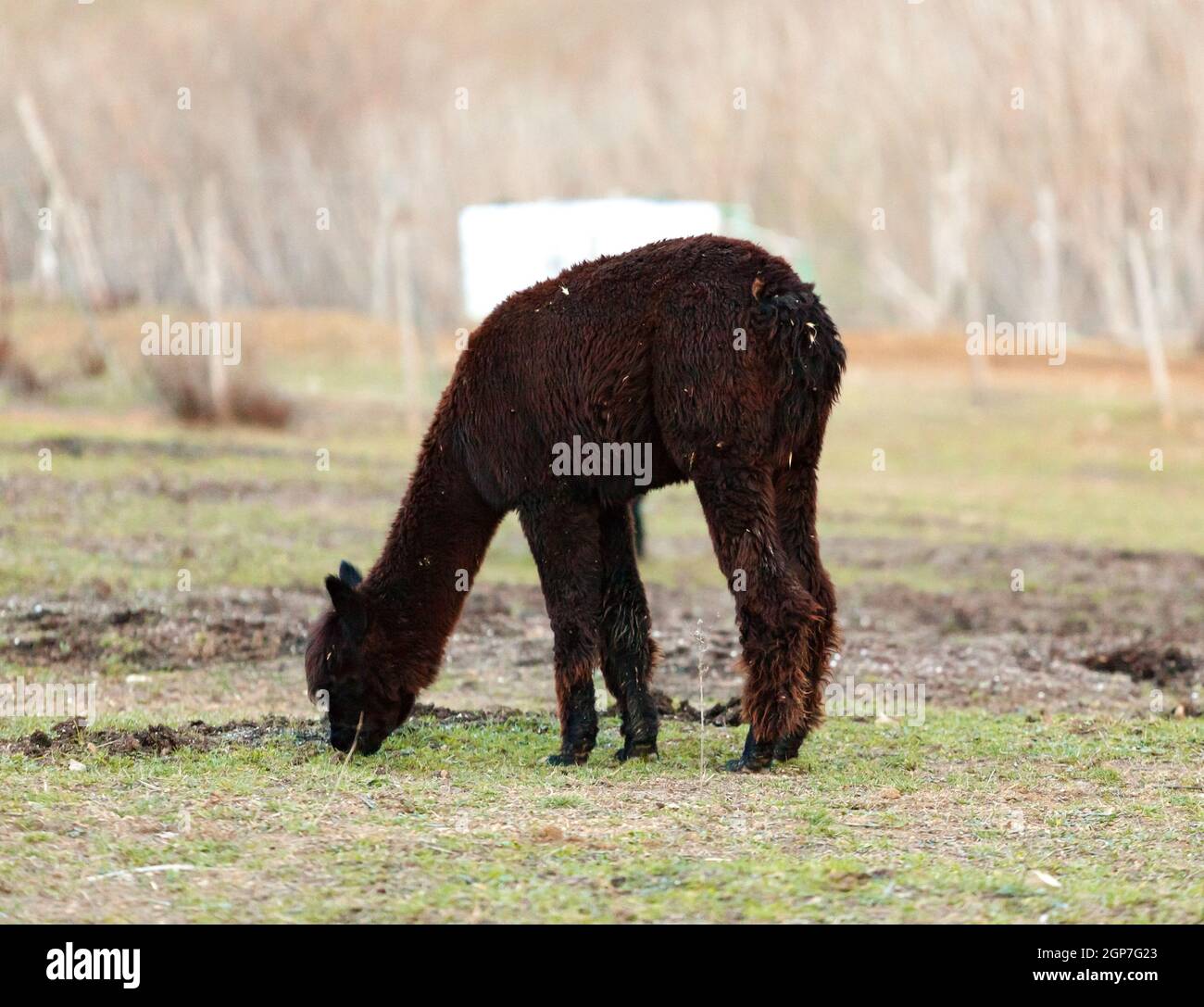 Breeding of alpacas in Tuscany for the production of wool Stock Photo ...