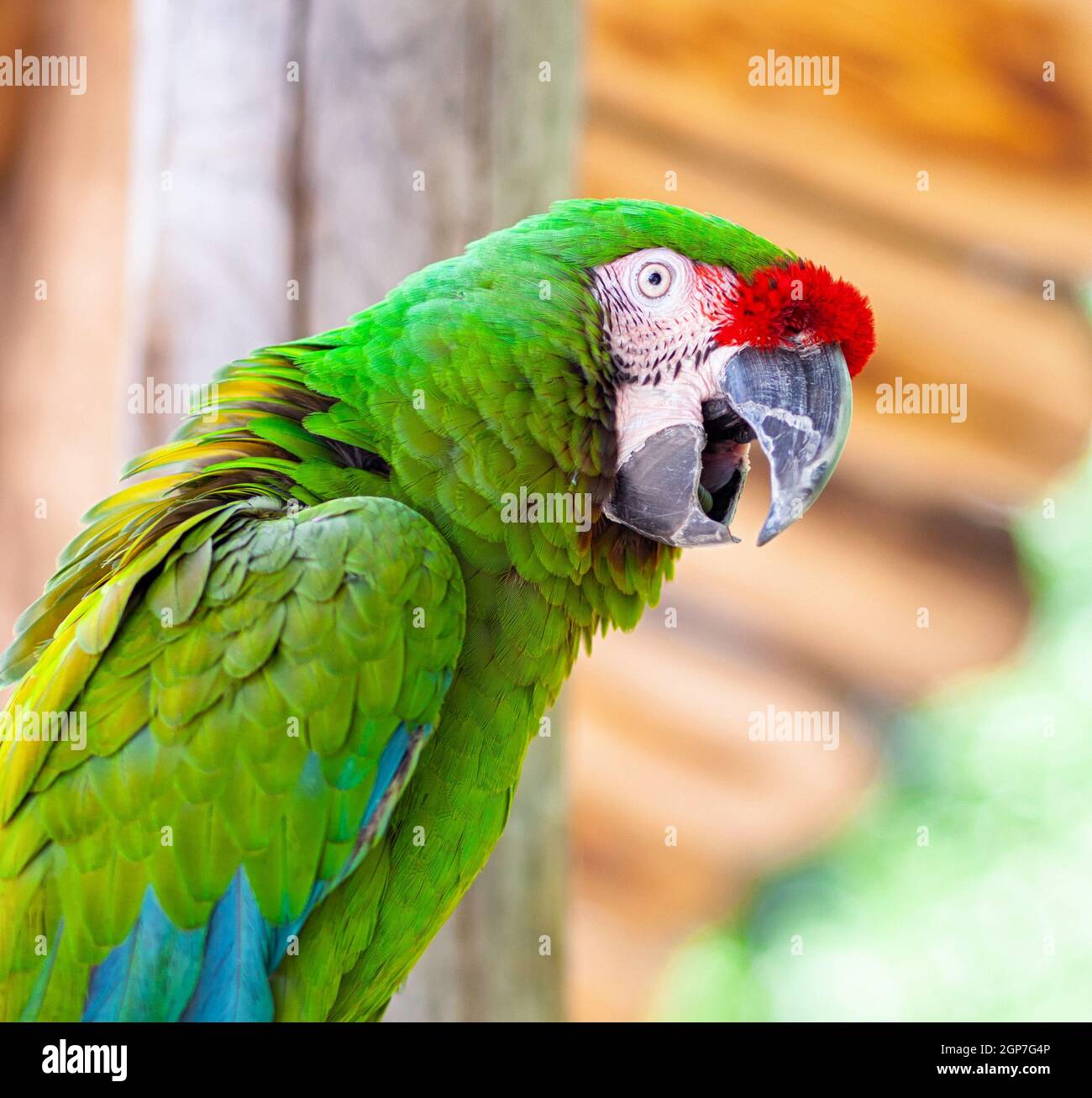 Macaw Parrot bird, a brightly coloured bird of the parrot family found ...