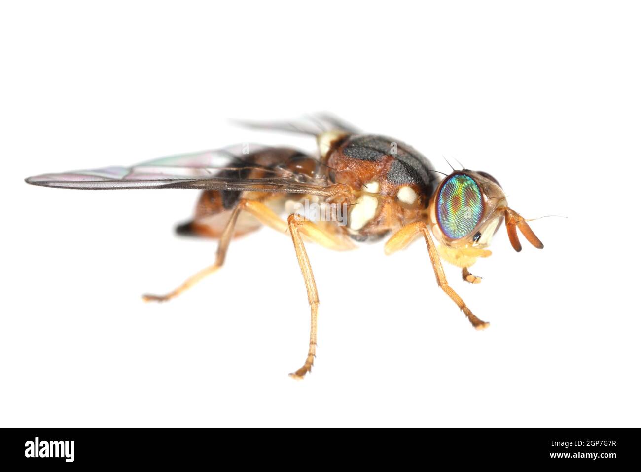 Olive Fruit fly- Bactrocera oleae. One of the most important olive ...