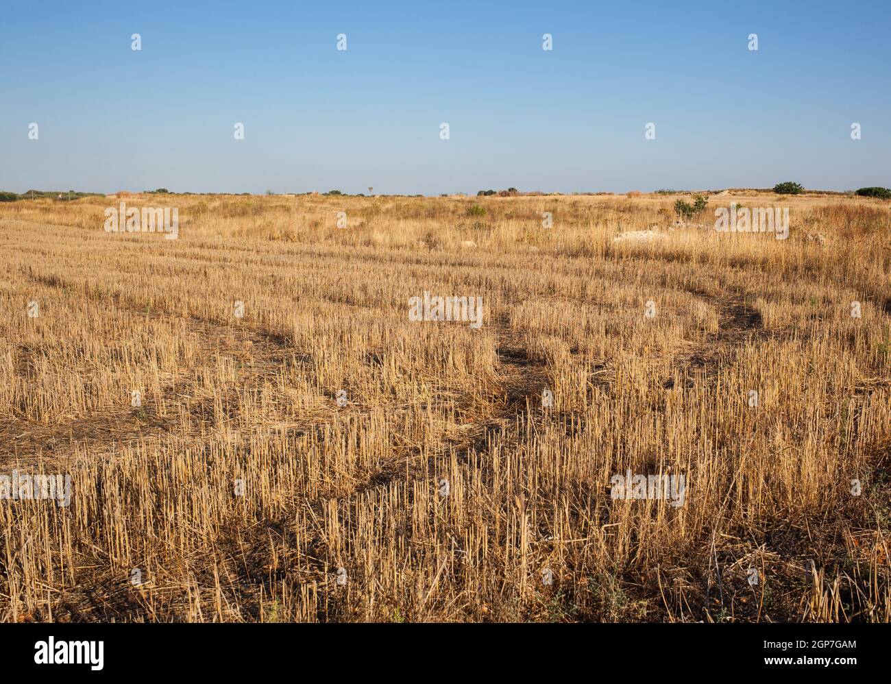Wheat bent to form a circle shape in the field Stock Photo - Alamy