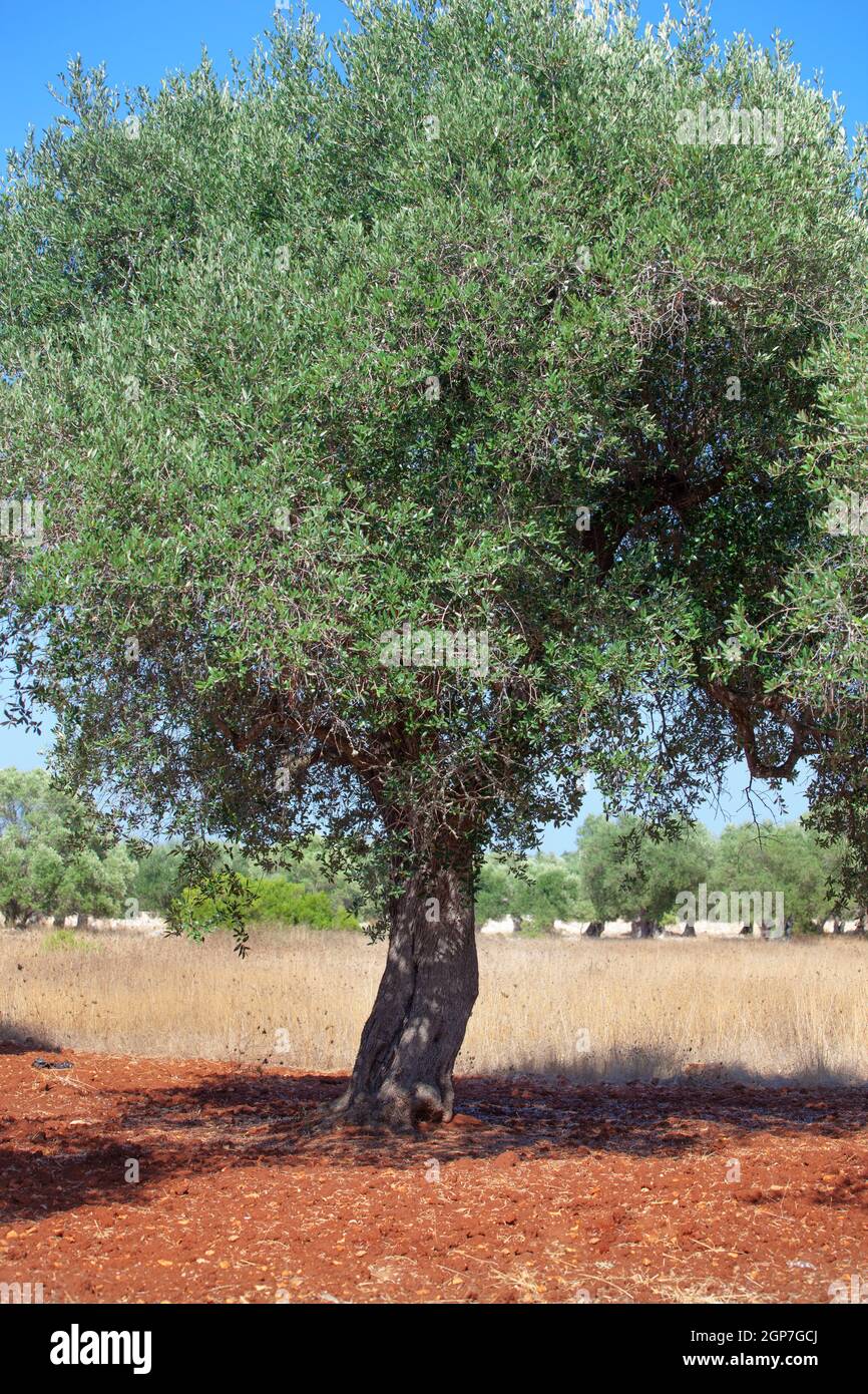 Olive grove in Salento with typical red soil Stock Photo - Alamy
