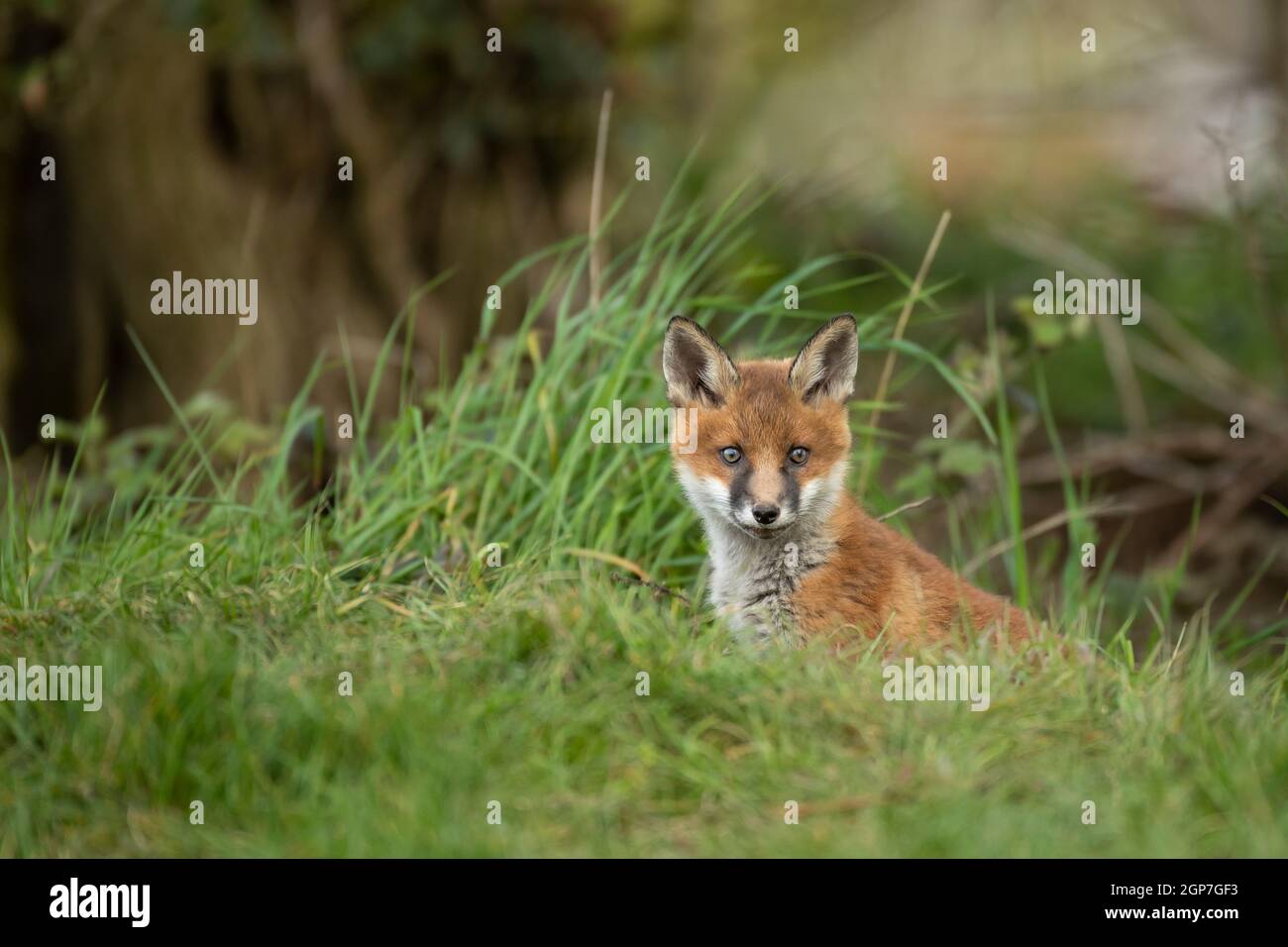 Red fox cub (Vulpes vulpes) exploring from the den Stock Photo - Alamy