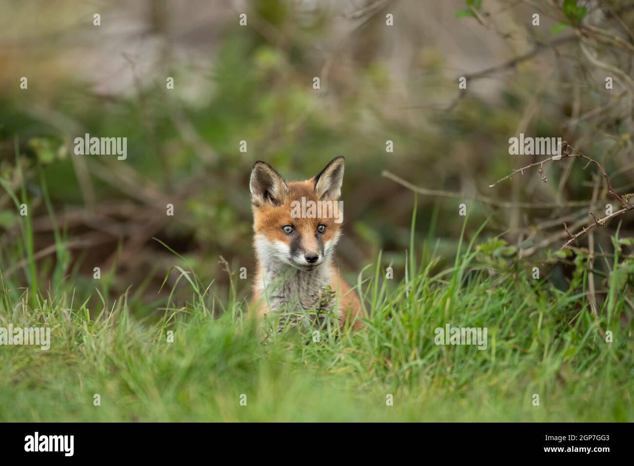 Red fox cub (Vulpes vulpes) exploring from the den Stock Photo - Alamy
