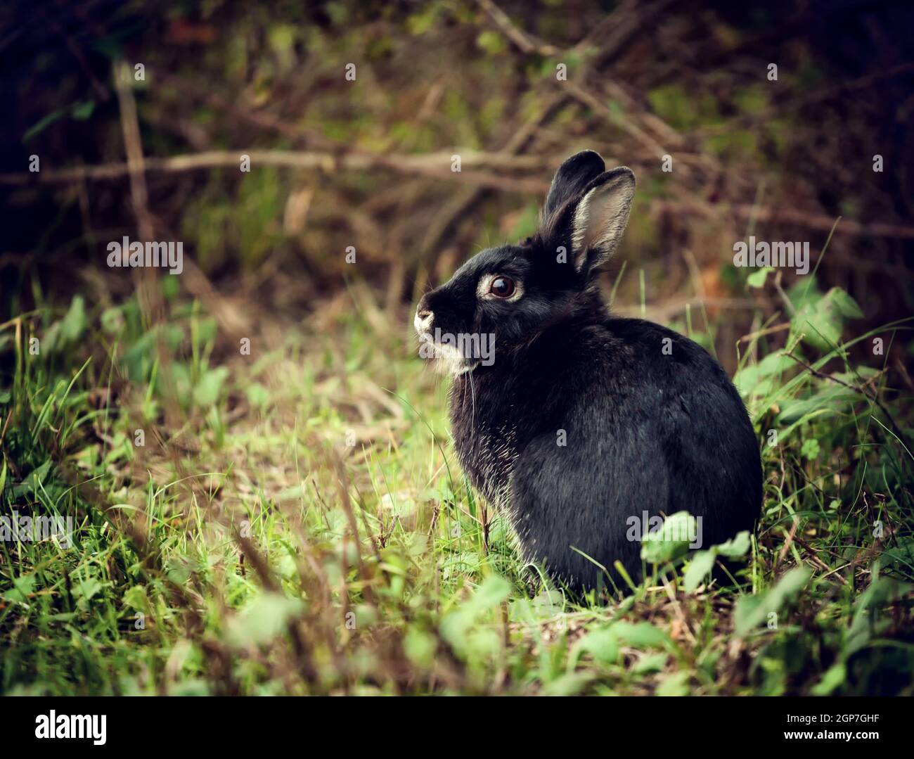 Nice black rabbit photographed in the forest Stock Photo - Alamy