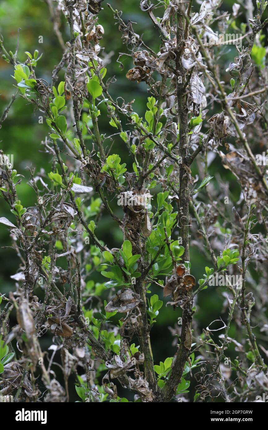 Box tree damaged by caterpillars of Box tree moth (Cydalima ...