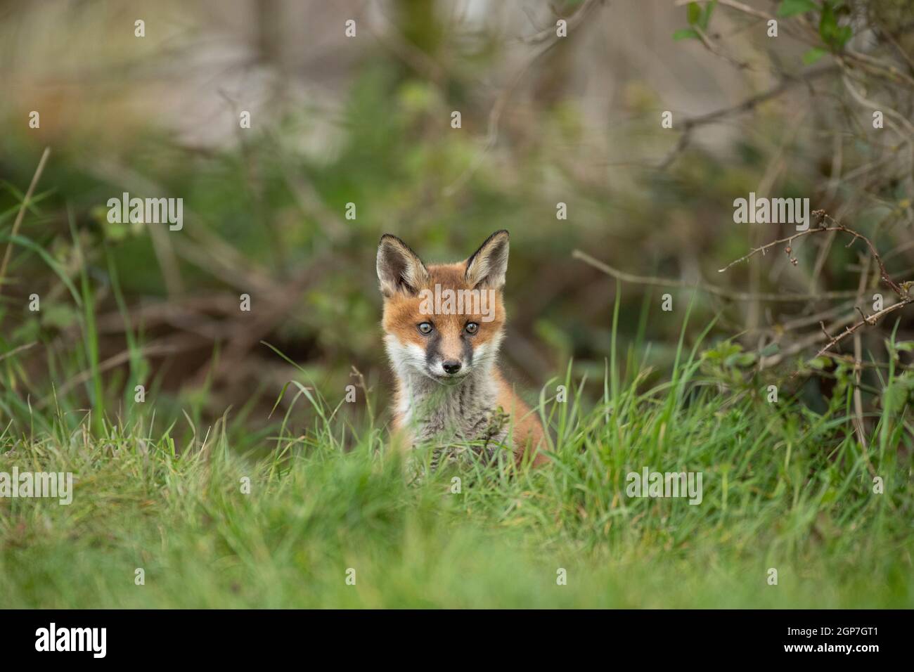 Red fox cub (Vulpes vulpes) exploring from the den Stock Photo - Alamy