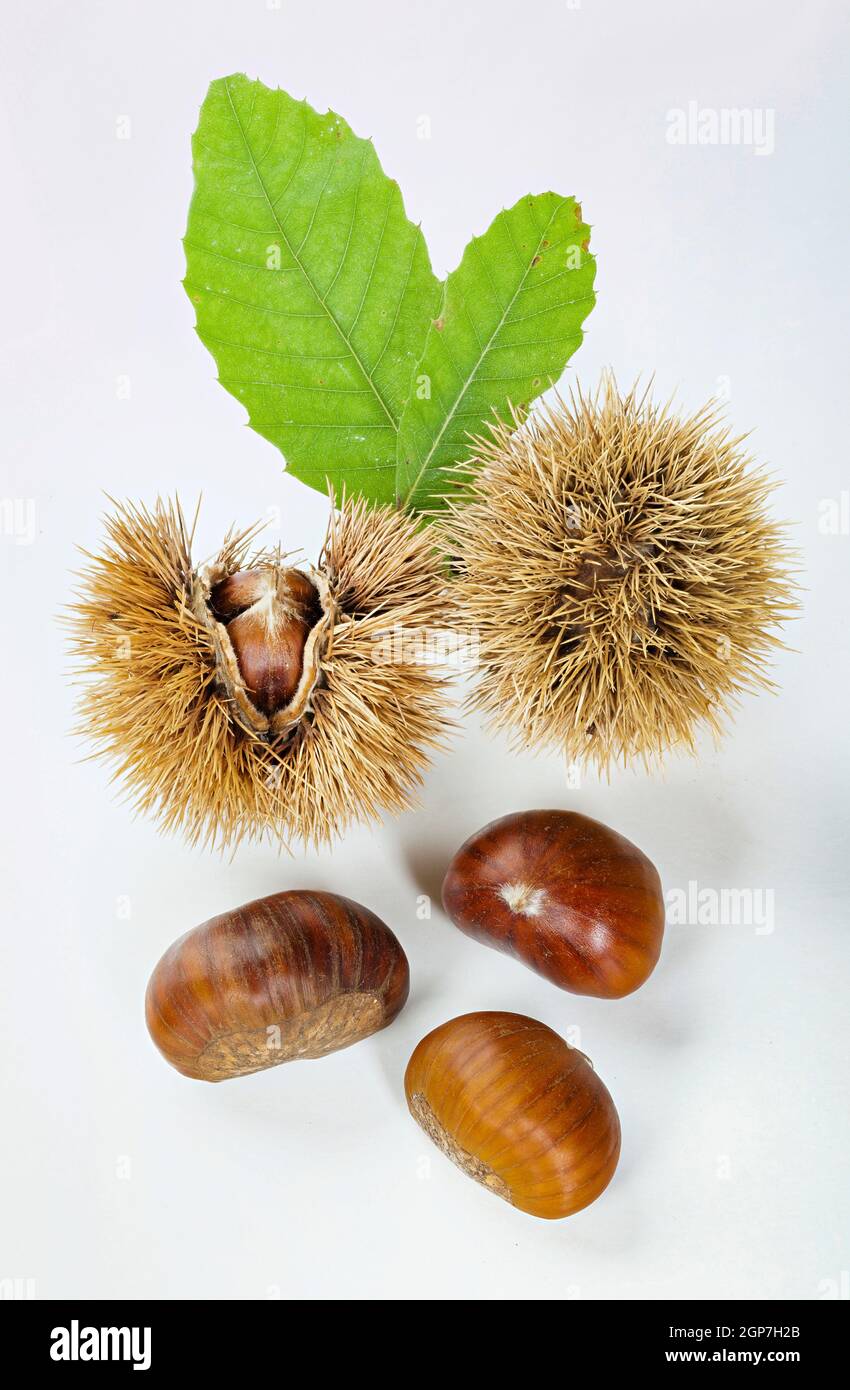 Chestnuts and chestnut bur isolated on white background Stock Photo - Alamy