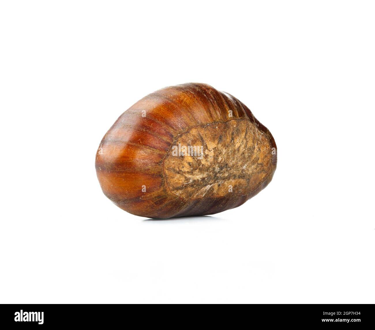 One chestnut isolated on white background Stock Photo - Alamy
