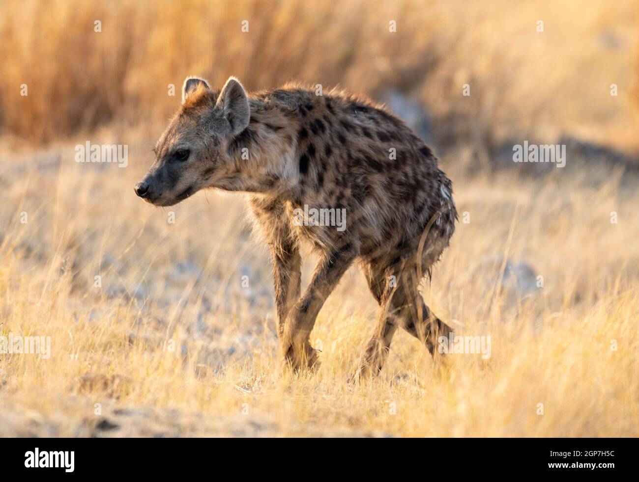 Etosha National Park Namibia, Africa, spotted hyaena walking Stock ...