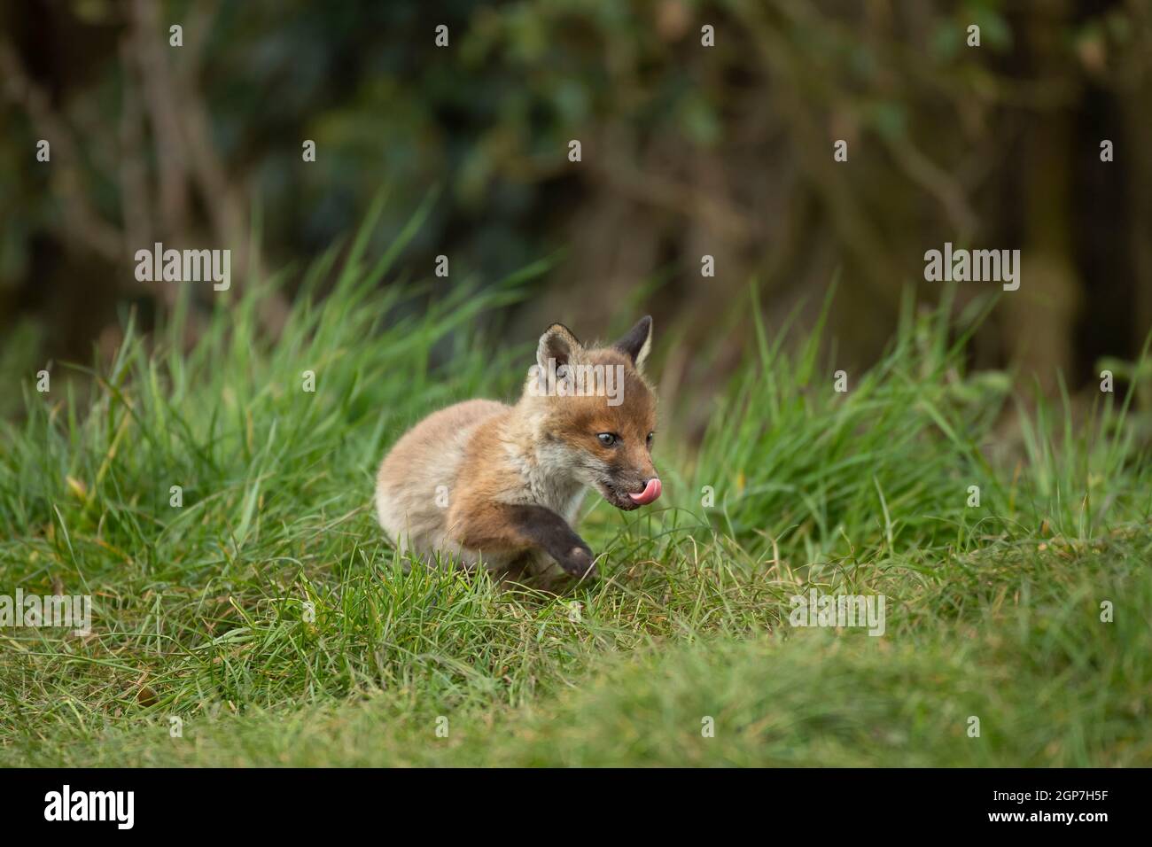 Red fox cub (Vulpes vulpes) exploring from the den Stock Photo - Alamy