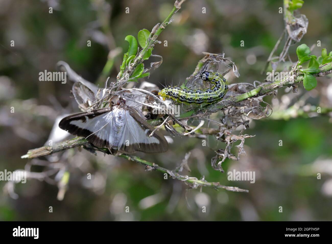 Adult insect and larva - caterpillar of Box tree moth (Cydalima ...