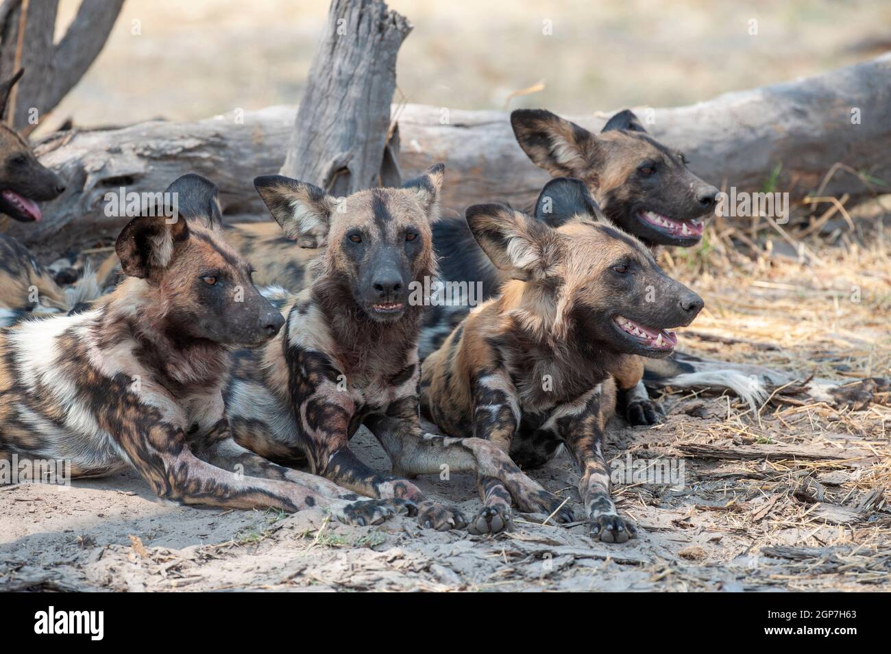 African wild dog pack hi-res stock photography and images - Alamy
