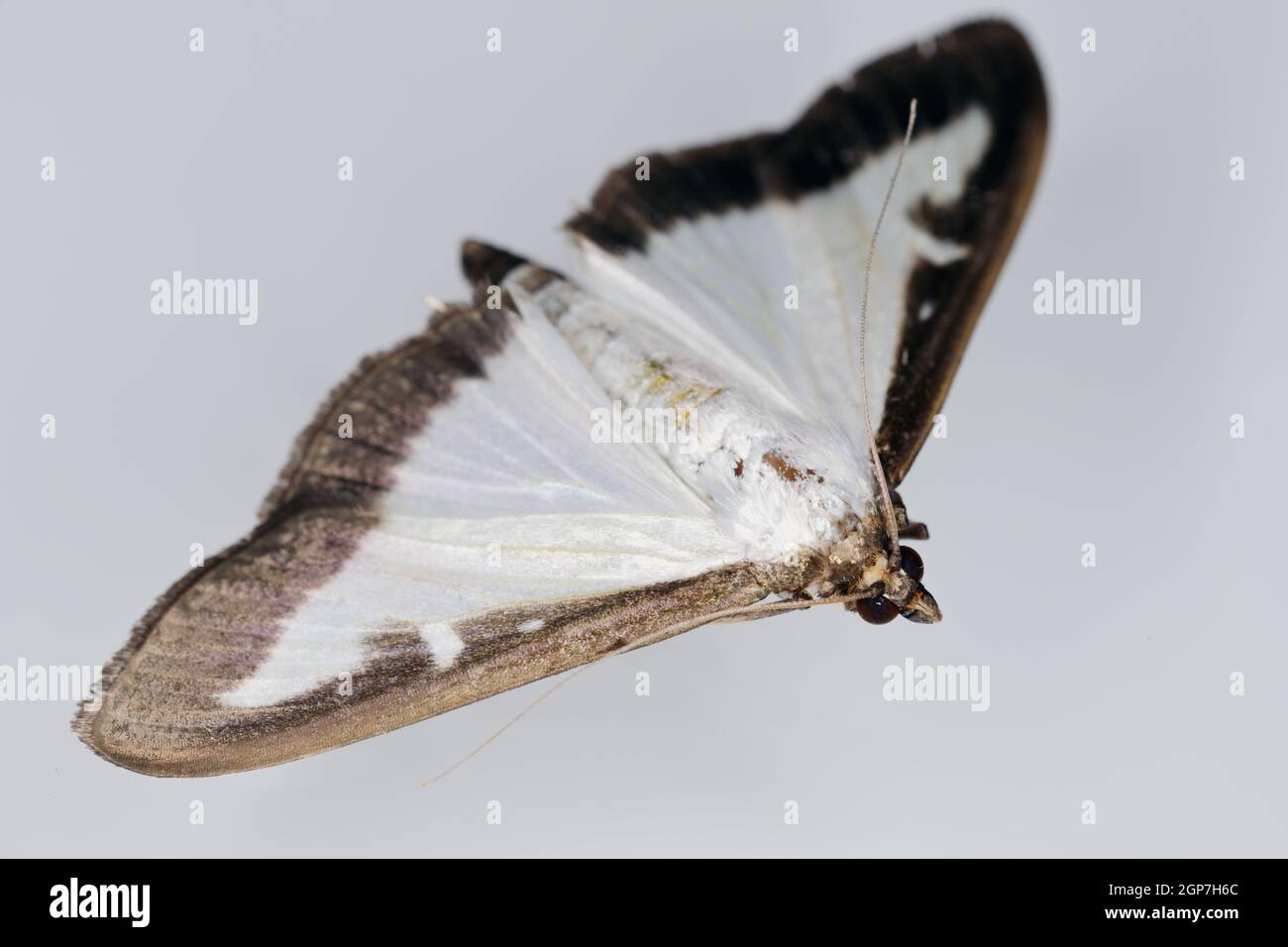 Box tree moth hi-res stock photography and images - Alamy